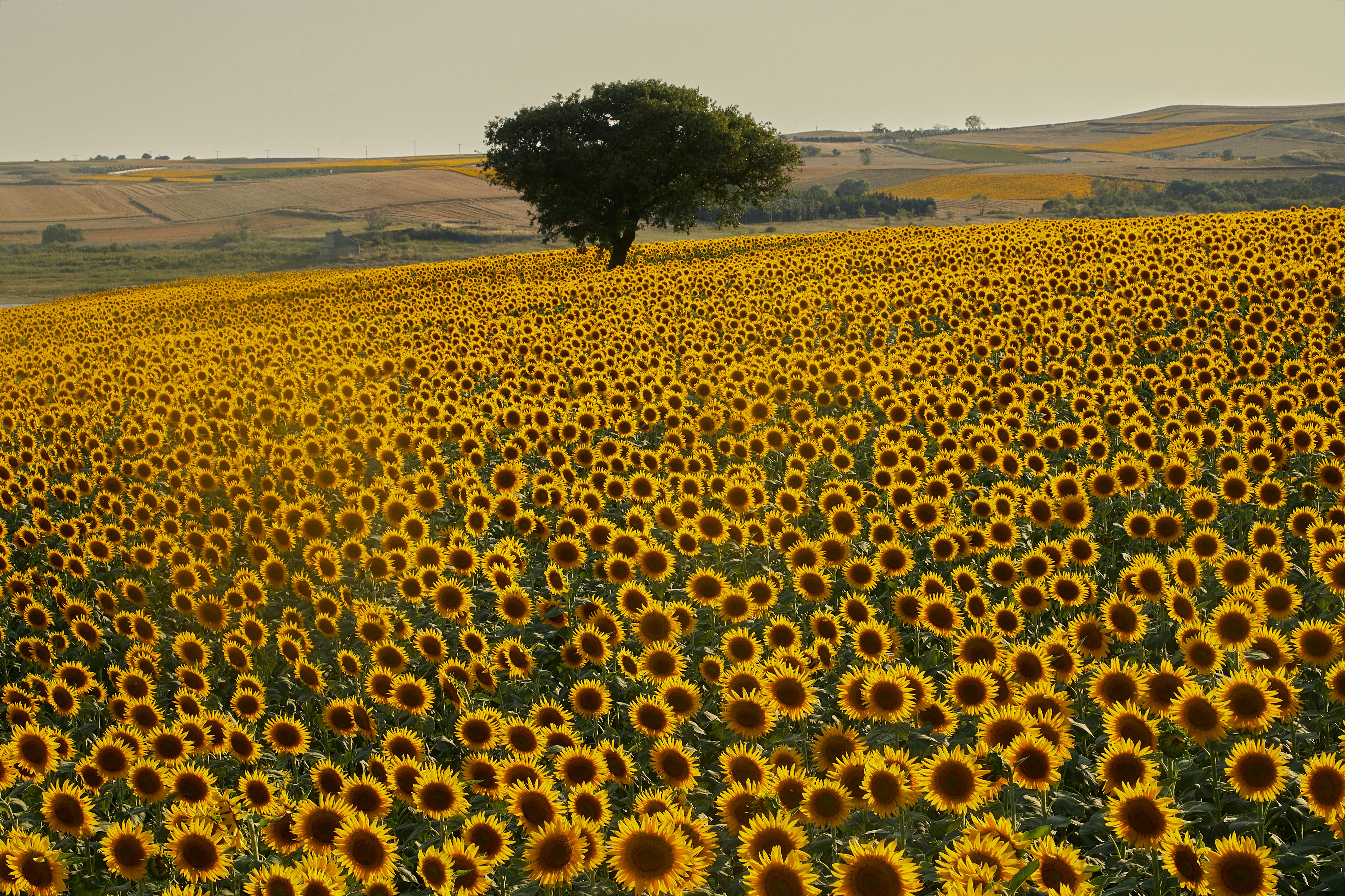 Captivating Sunflower Field at Sunset in Turkey · Free Stock Photo
