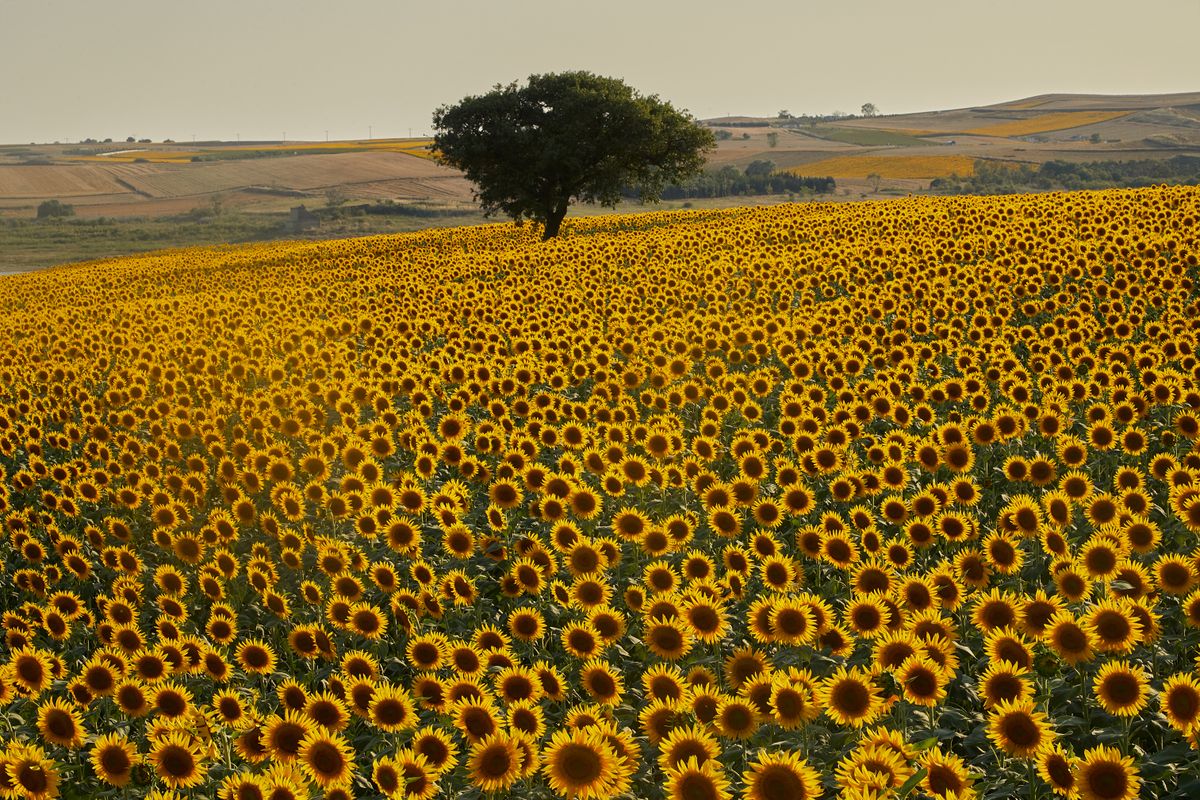 Field At Sunset Photos, Download The BEST Free Field At Sunset Stock ...
