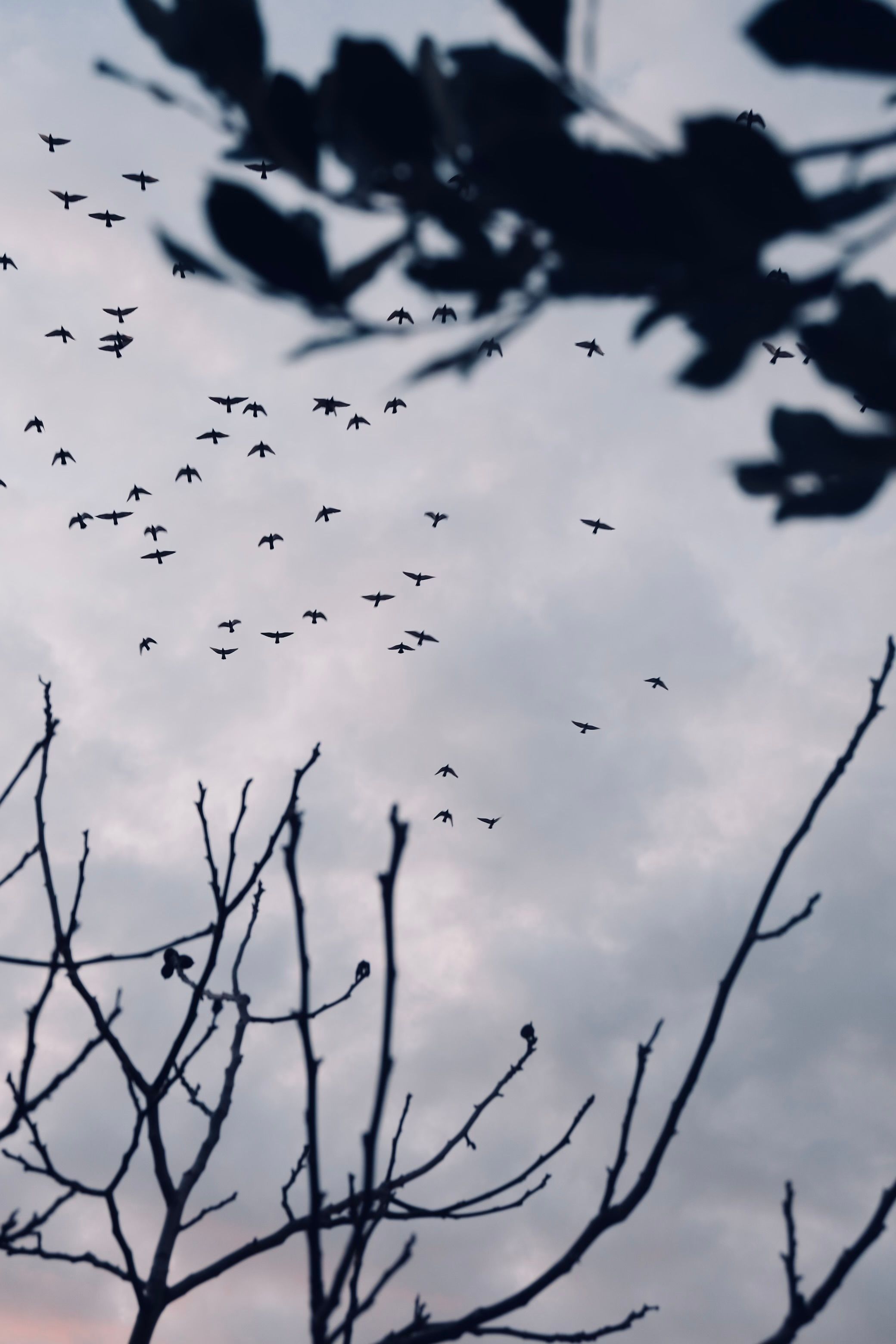 Flock of Birds Flying Across Evening Sky · Free Stock Photo