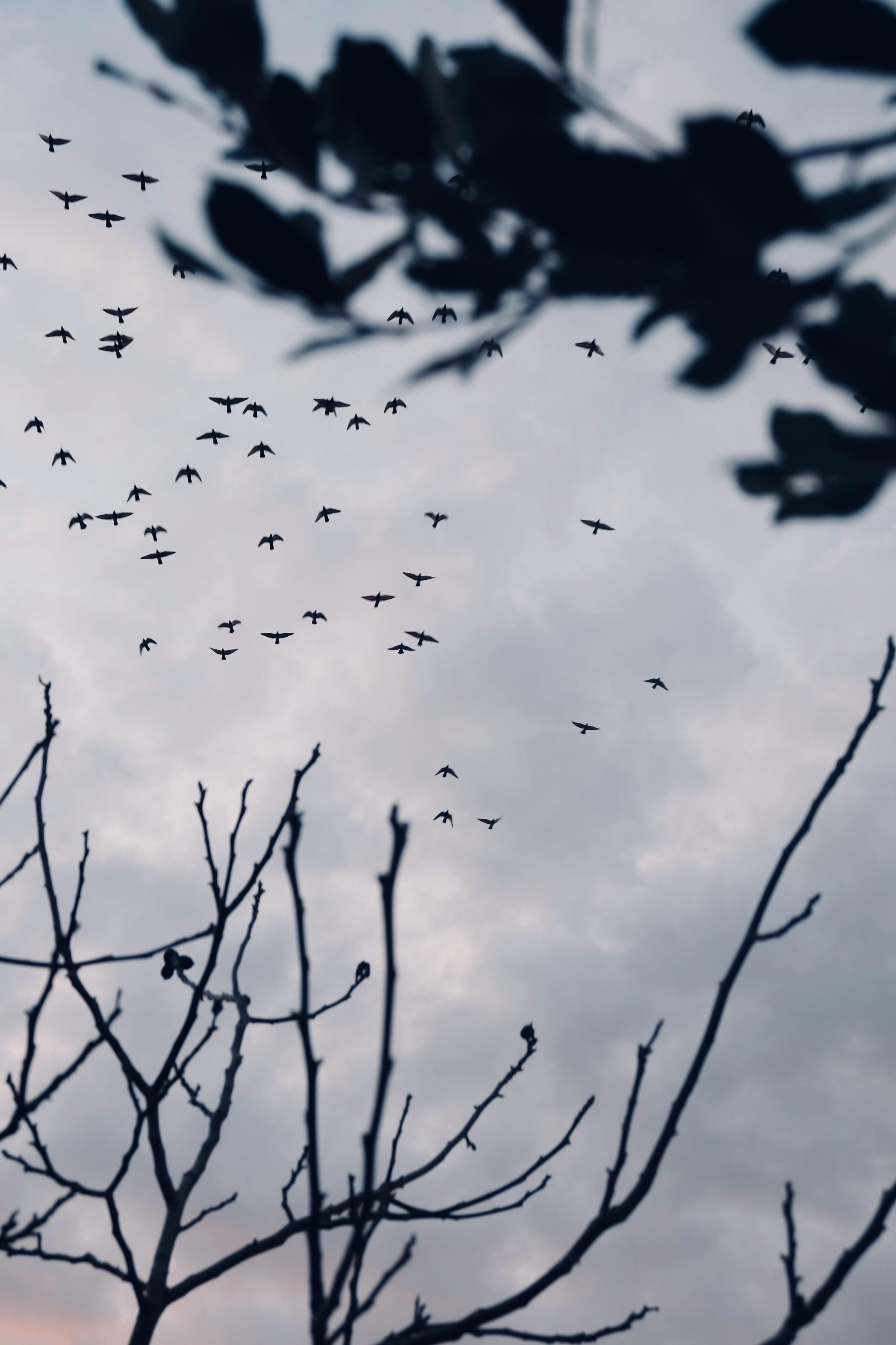 Birds Flying Mockup Photos, Download The BEST Free Birds Flying Mockup ...