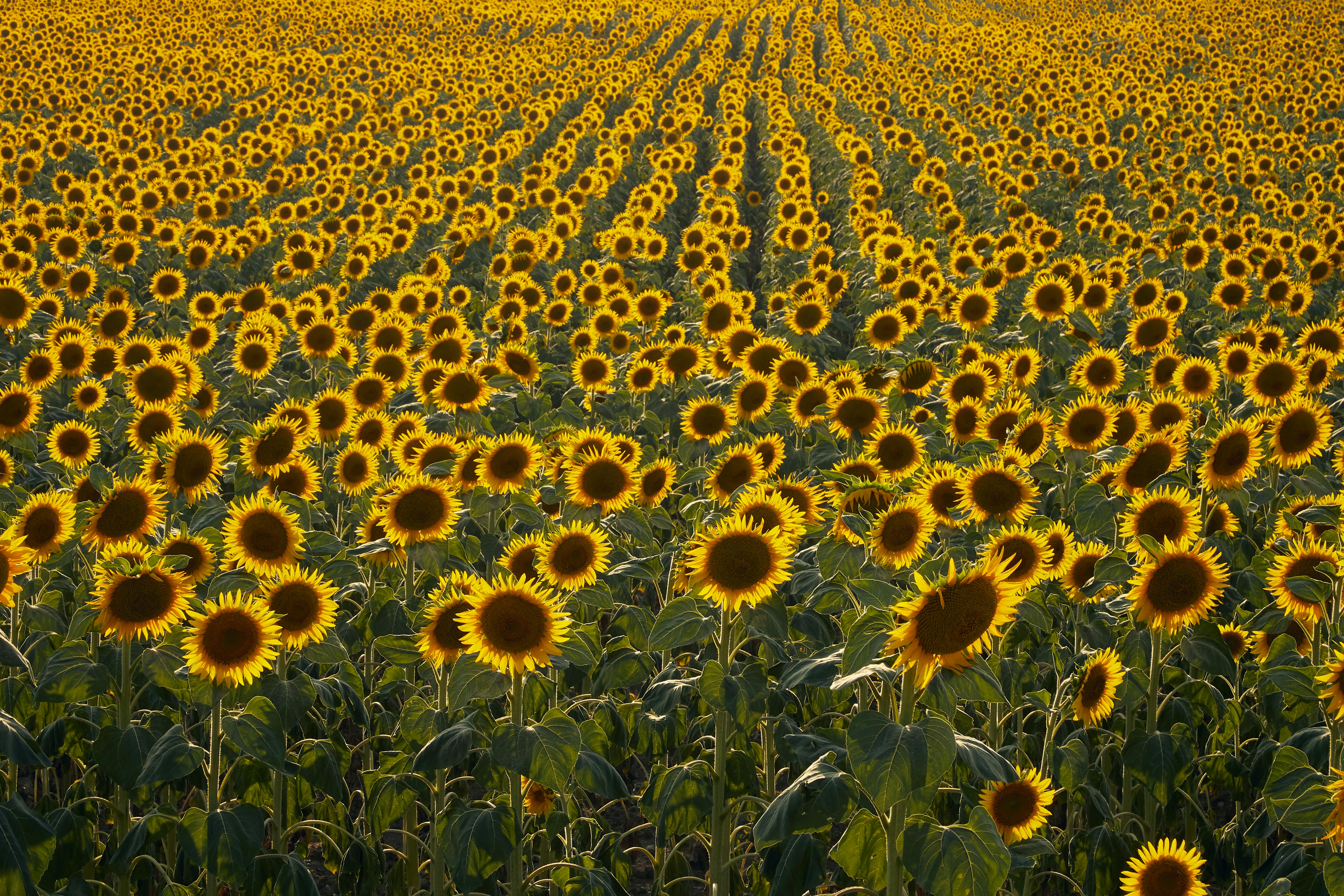 Lands Flower Photos, Download The BEST Free Lands Flower Stock Photos ...