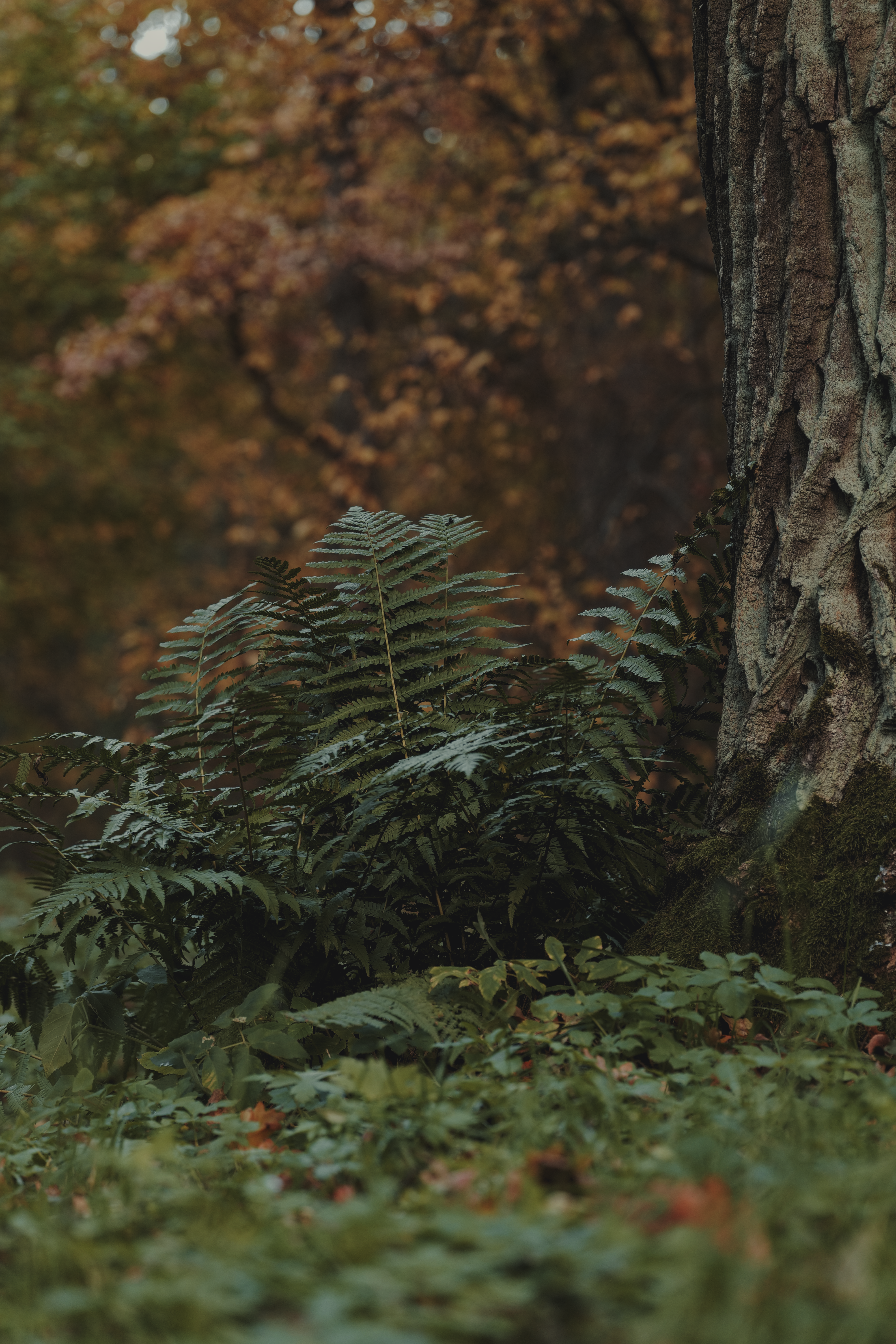 Serene Woodland Scene with Ferns in Autumn · Free Stock Photo