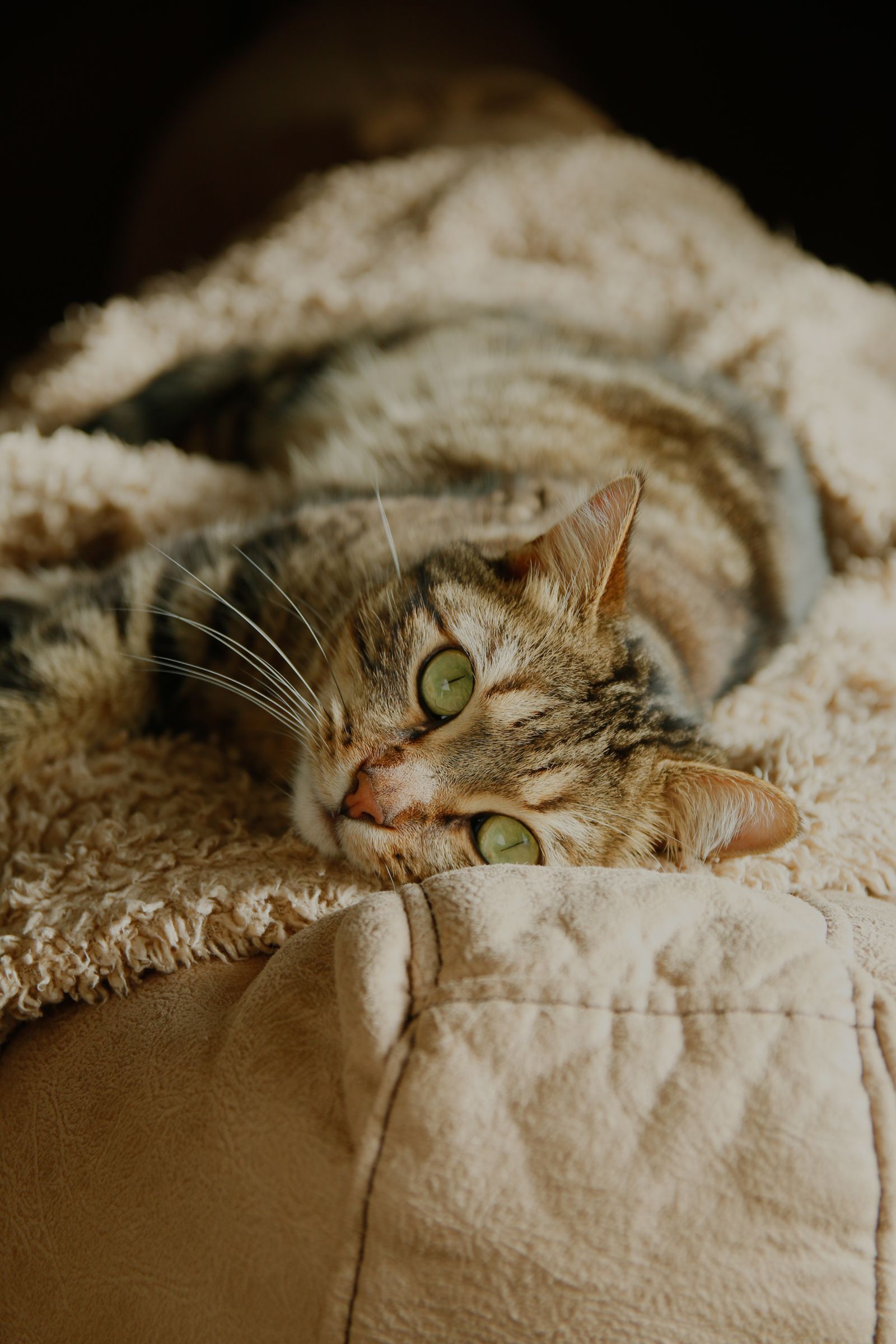 Goofy Cat Photos, Download The BEST Free Goofy Cat Stock Photos & HD Images