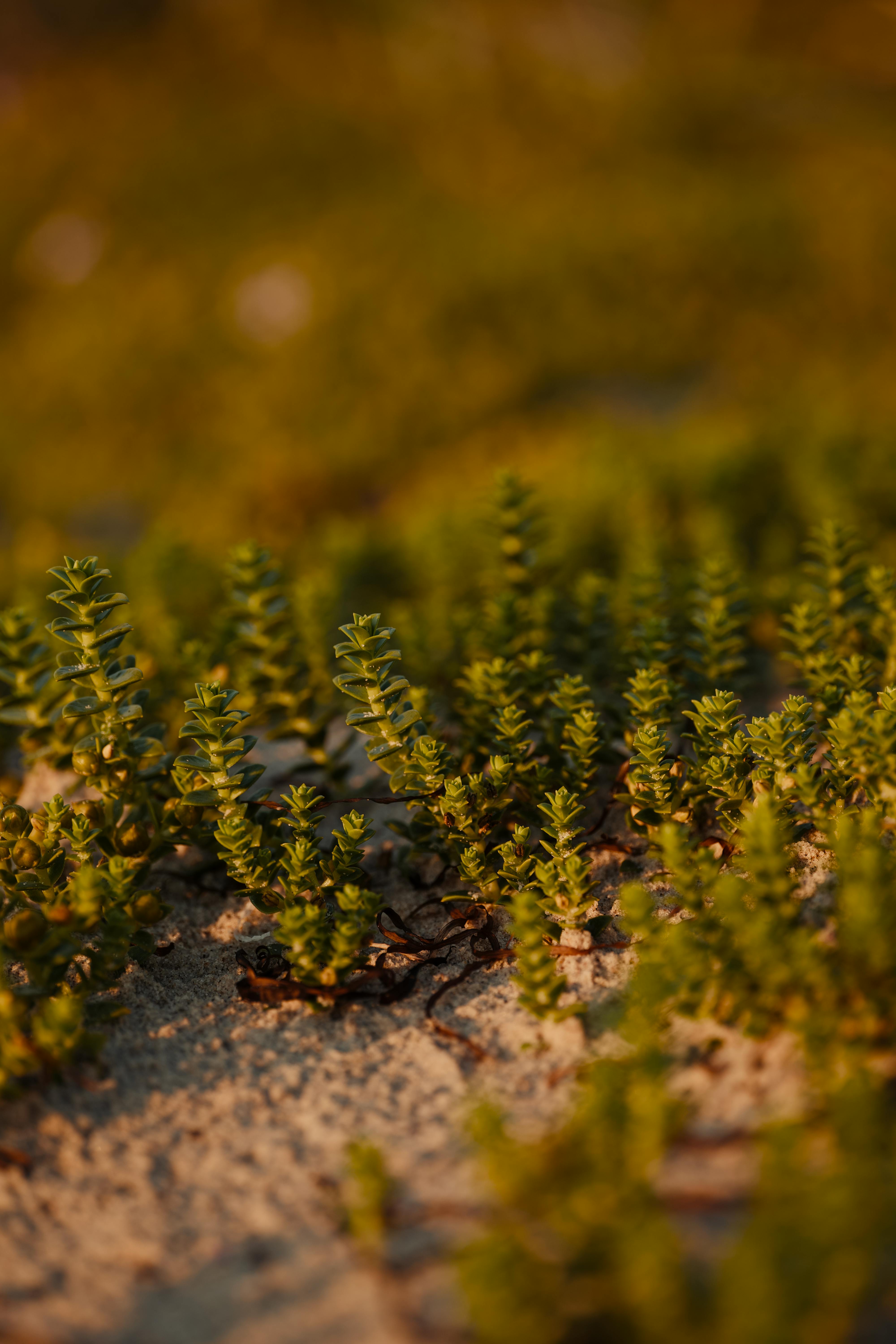 Green Plant Bg Photos, Download The BEST Free Green Plant Bg Stock ...