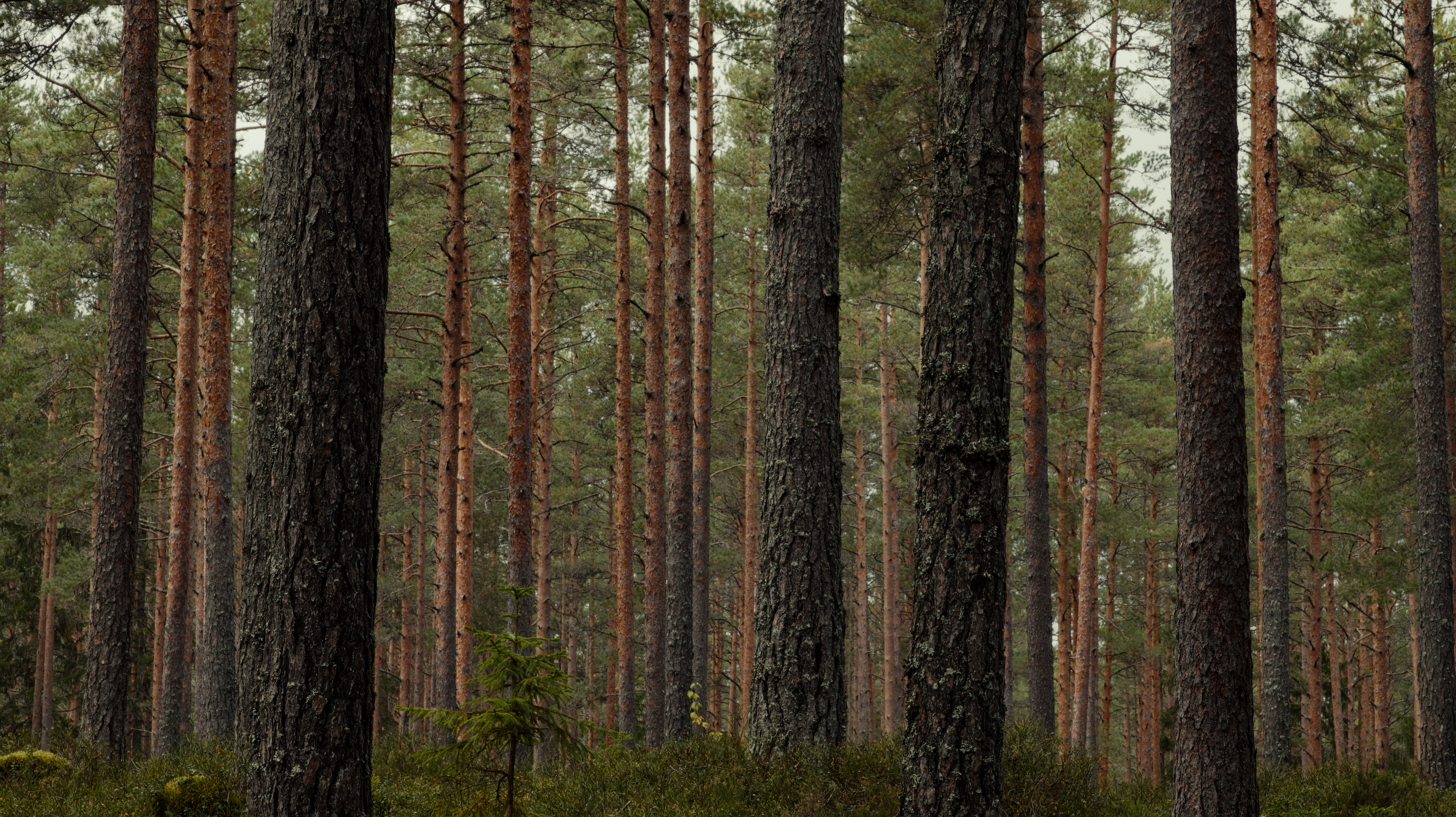 Serene Pine Forest Landscape with Tall Trees · Free Stock Photo