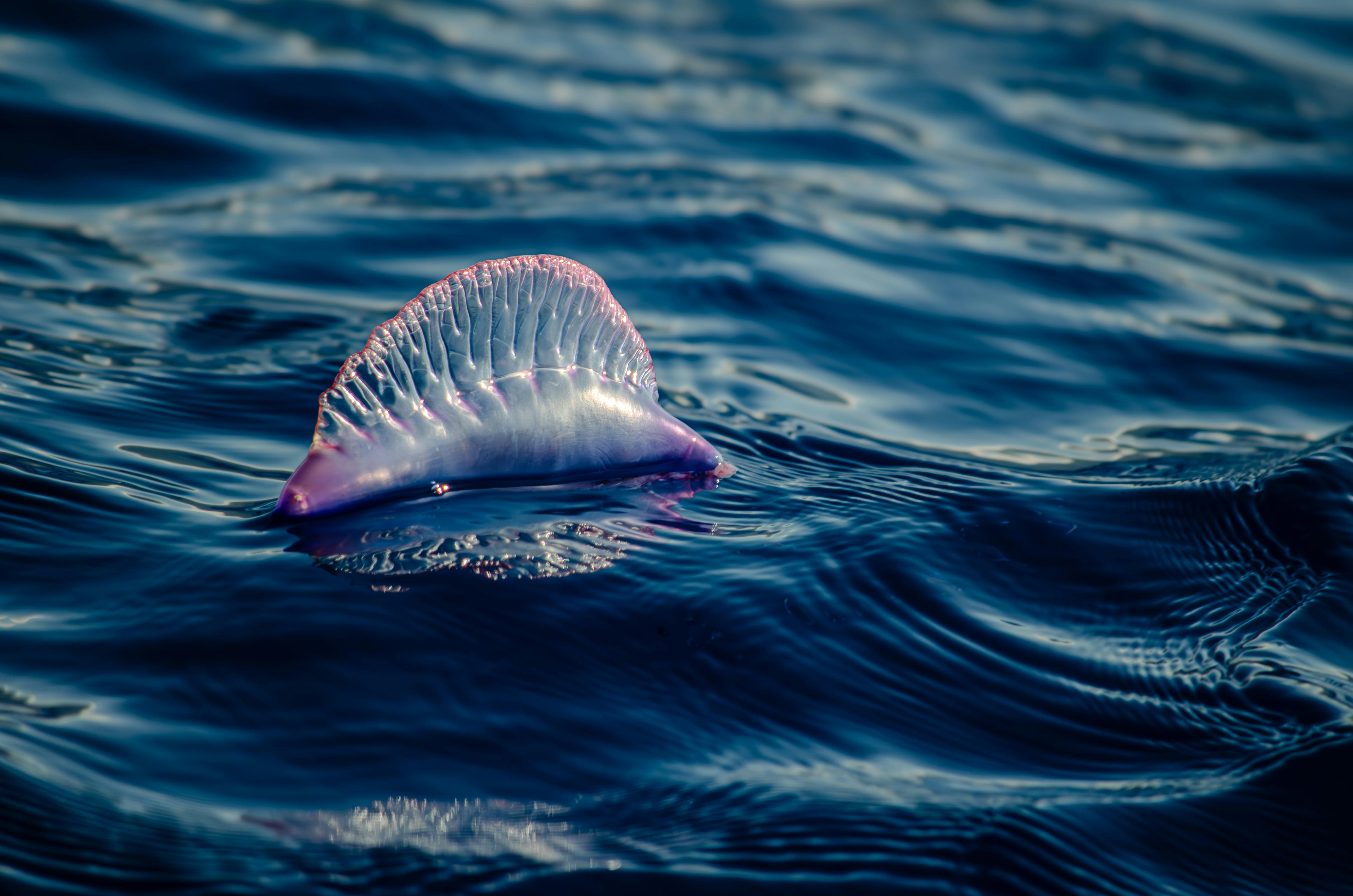 Caravela Portuguesa Flutuando No Mar Dos Açores · Foto profissional ...