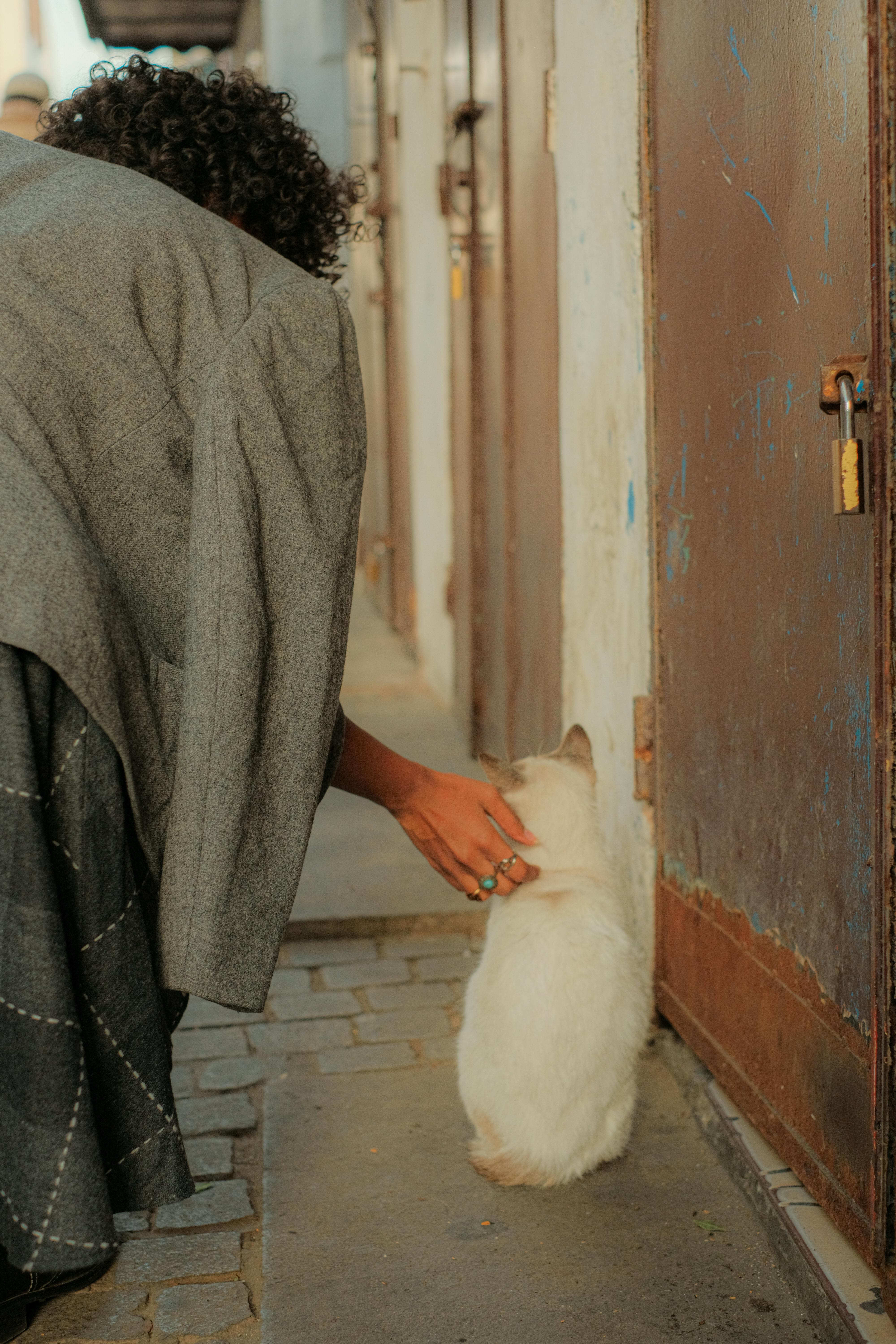 Person Patting Cat in Moroccan Alleyway · Free Stock Photo