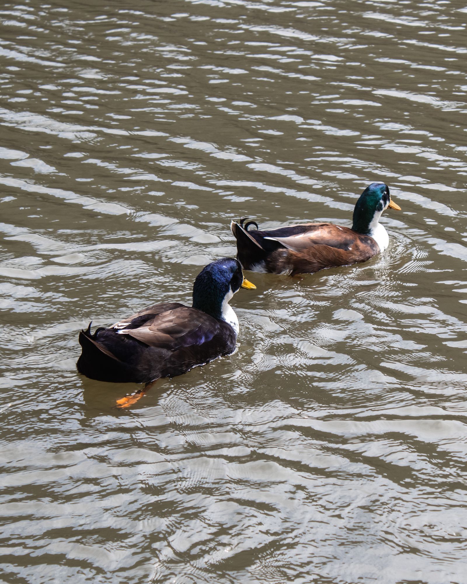 Duck Wallpaper Photos, Download The BEST Free Duck Wallpaper Stock ...