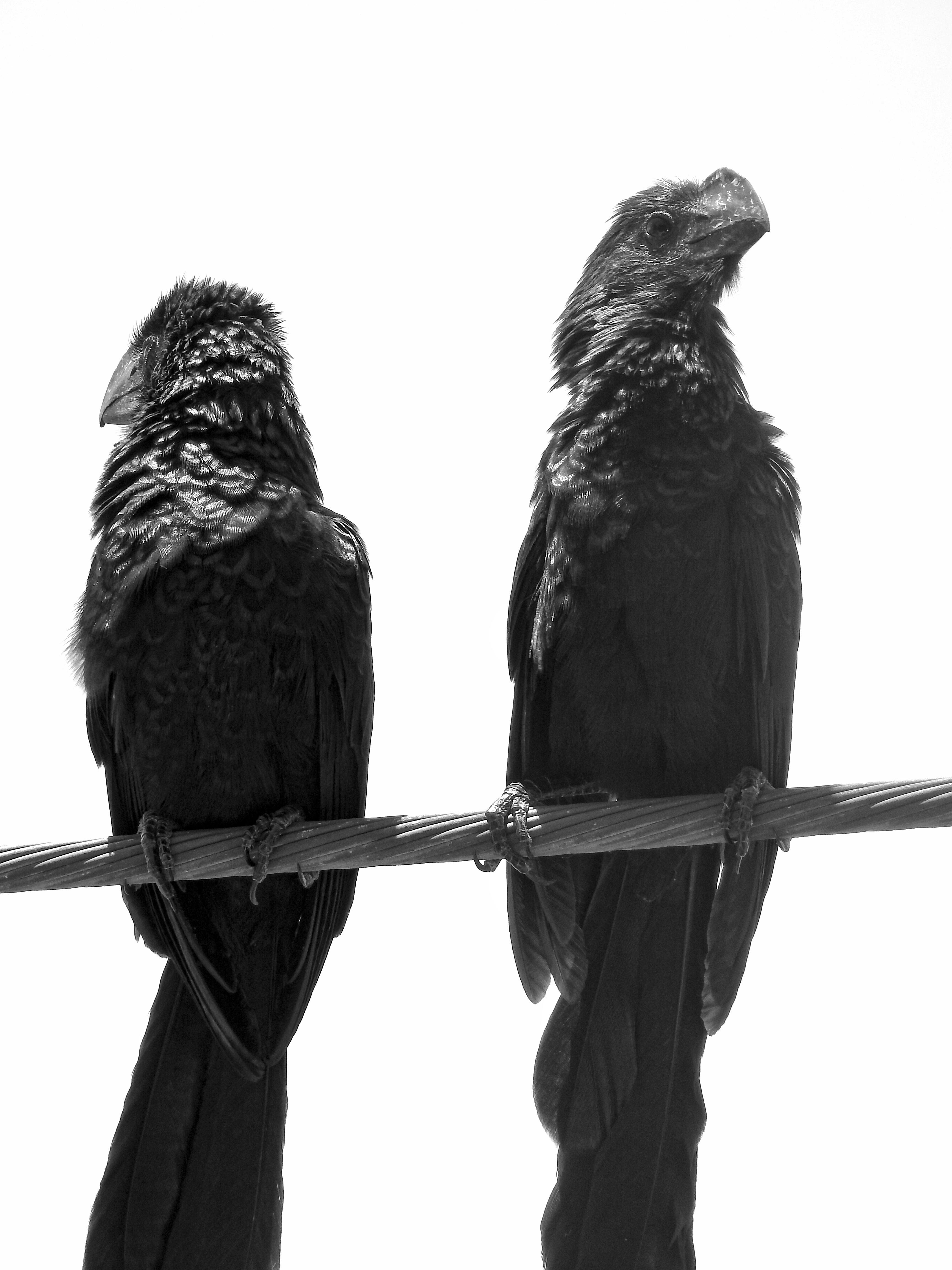 Crow Diagram Photos, Download The BEST Free Crow Diagram Stock Photos ...