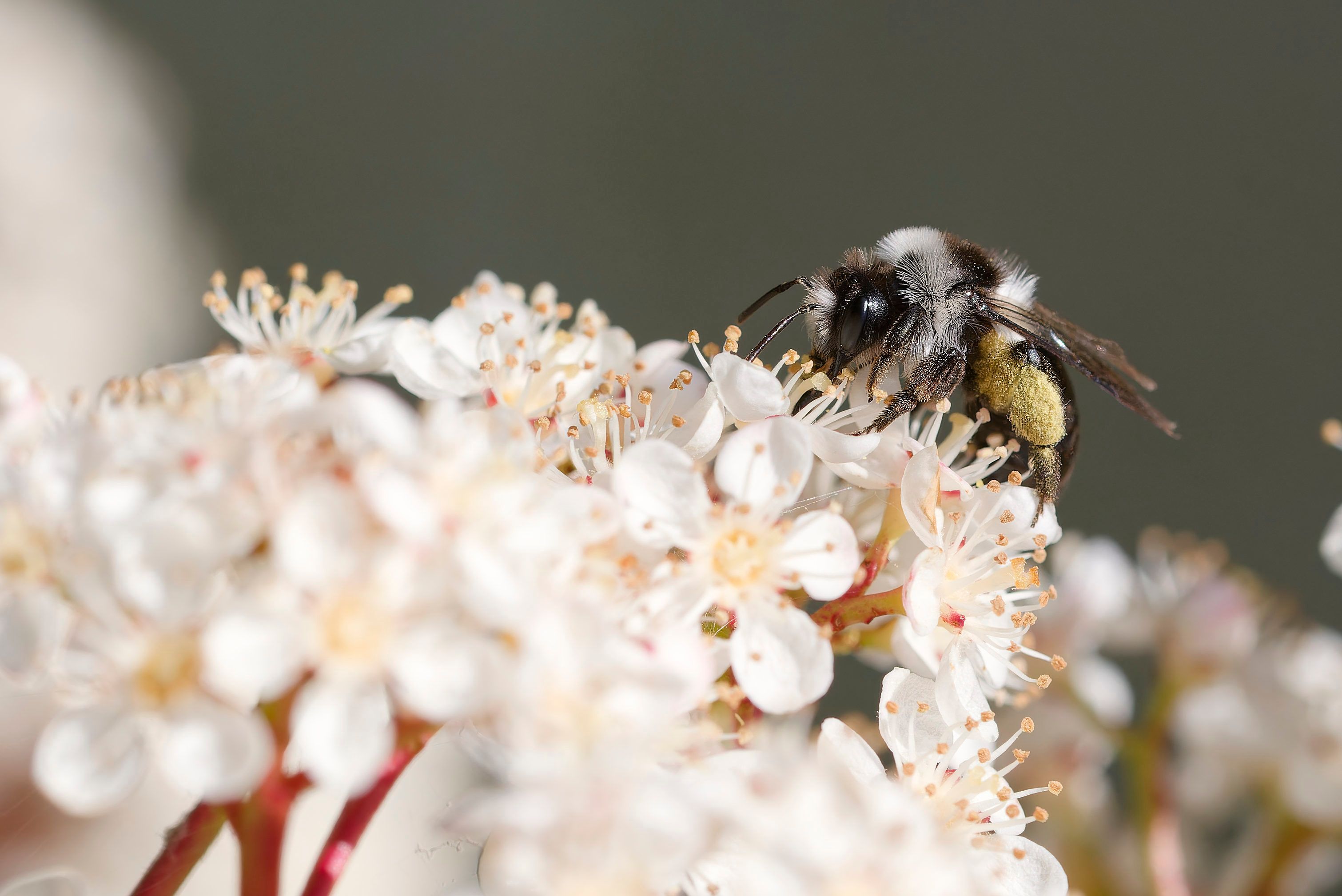 Close-up of Bee Pollinating White Flowers · Free Stock Photo