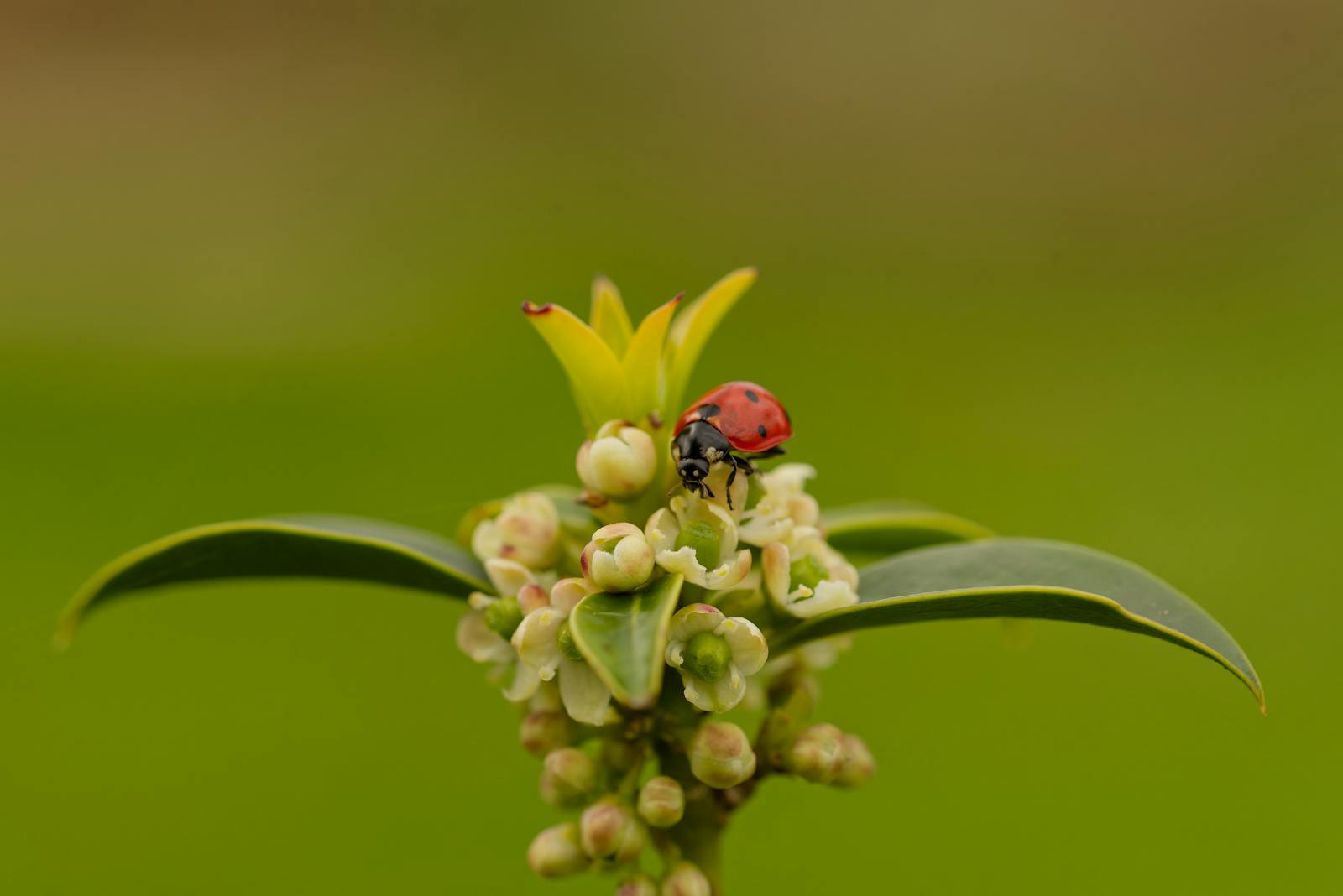 Close Up Ladybug Photos, Download The BEST Free Close Up Ladybug Stock ...