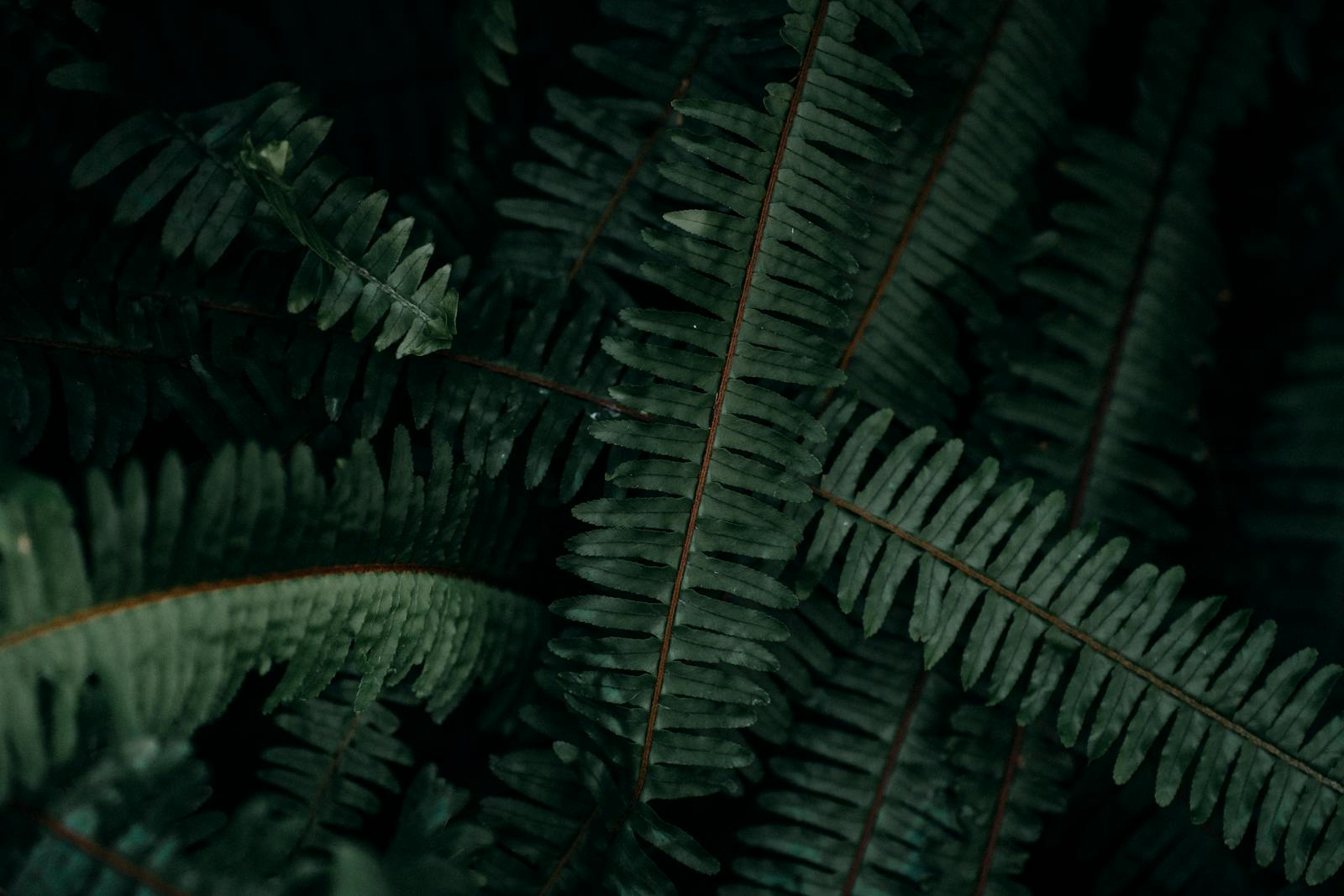 Green Background Designs Photos, Download The BEST Free Green ...