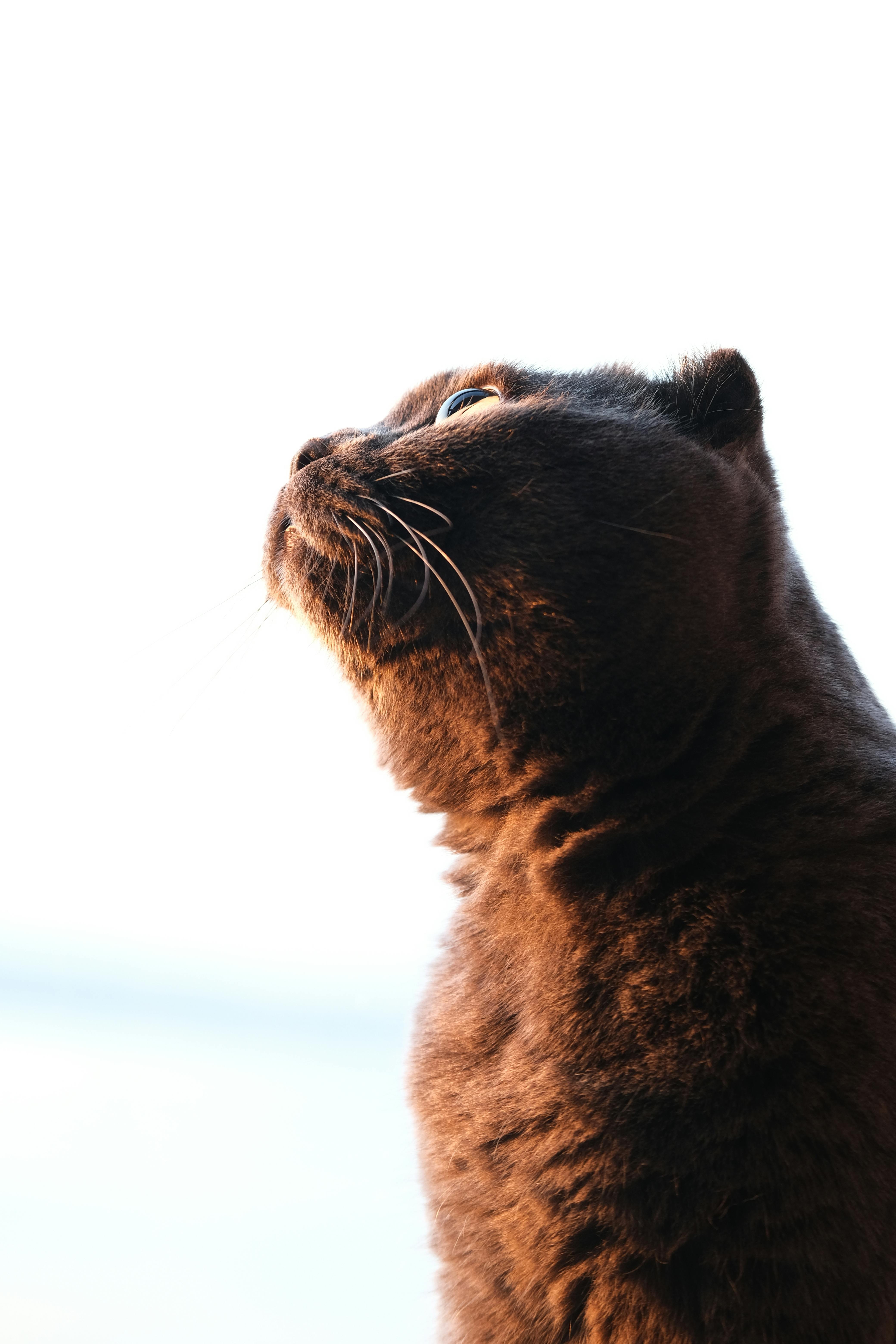 Mars Animation Photos, Download The BEST Free Mars Animation Stock ...