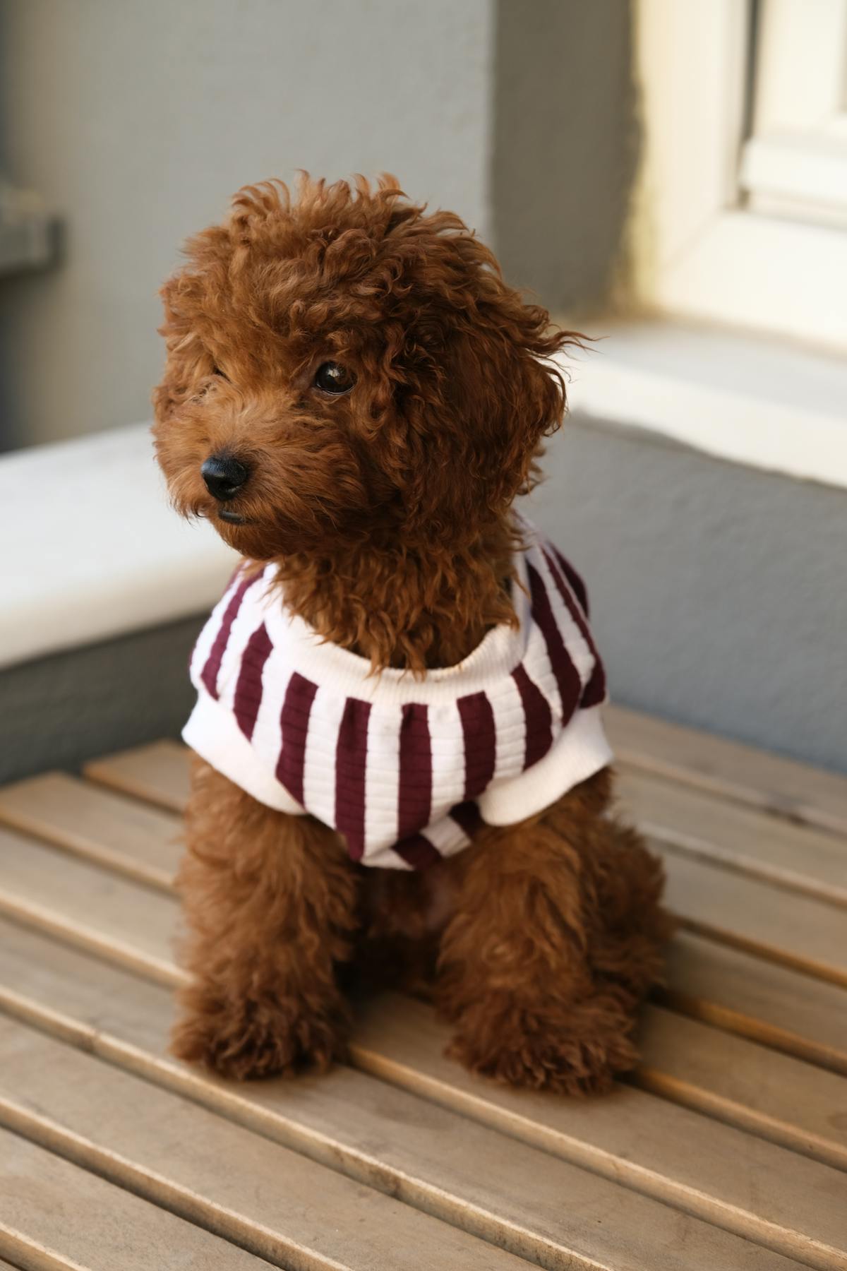 Toy Poodle Photos, Download The BEST Free Toy Poodle Stock Photos & HD ...