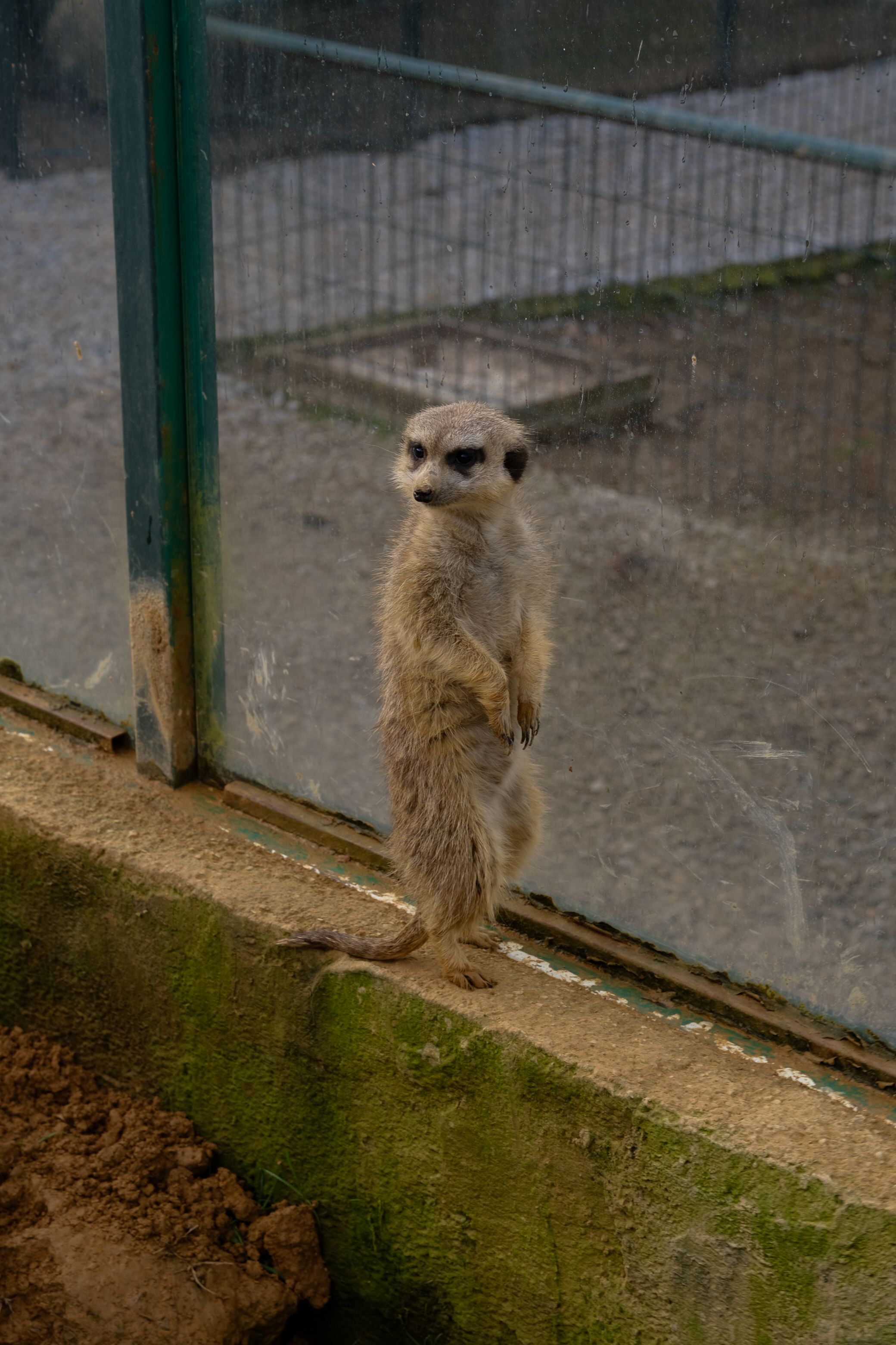Curious Meerkat Standing in an Enclosure · Free Stock Photo