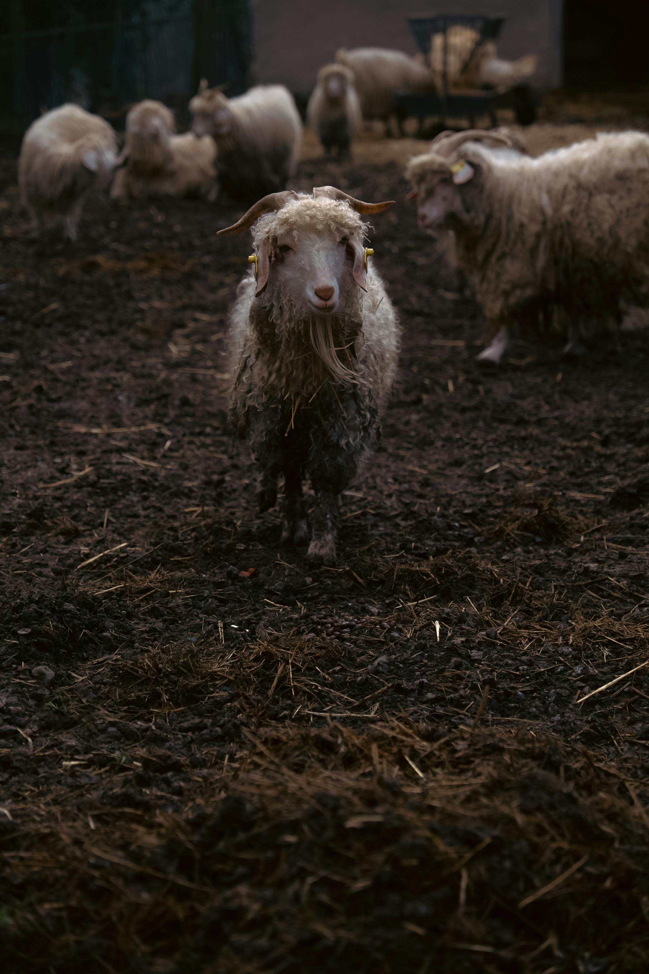Rustic Farmyard Scene with Goats Grazing · Free Stock Photo
