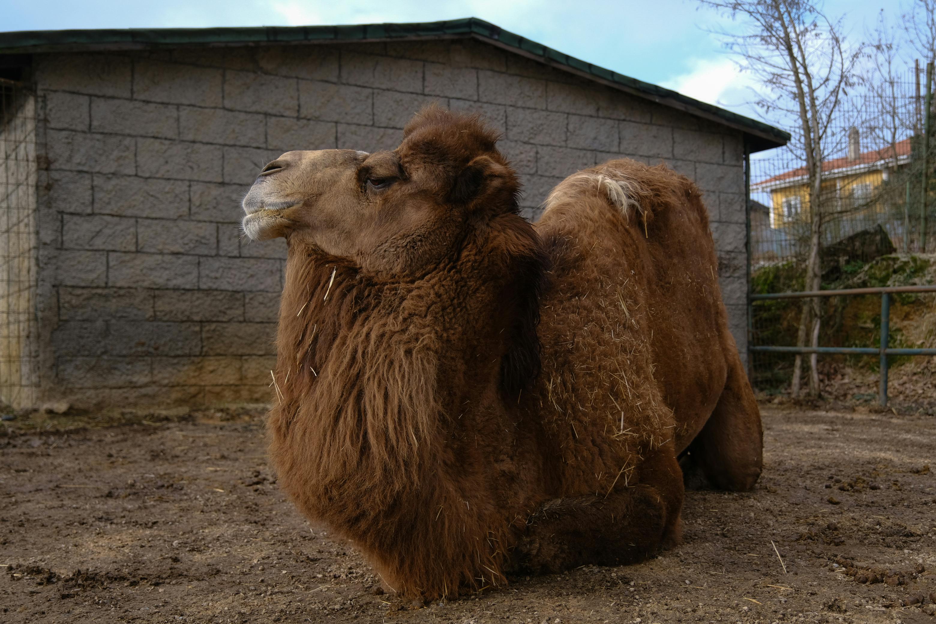 Seated Camel in Outdoor Enclosure · Free Stock Photo