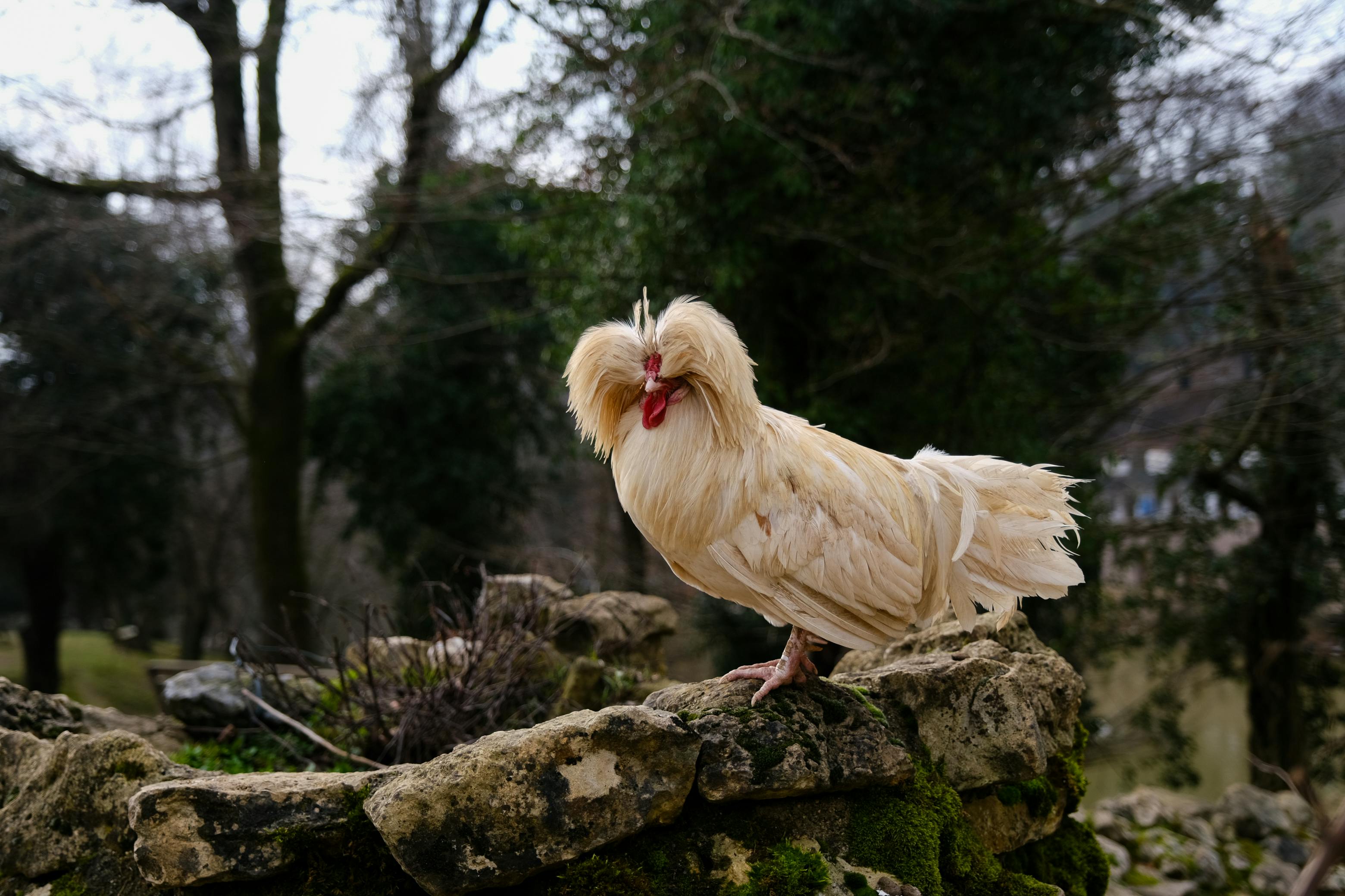 Majestic Buff Laced Polish Chicken Outdoors · Free Stock Photo