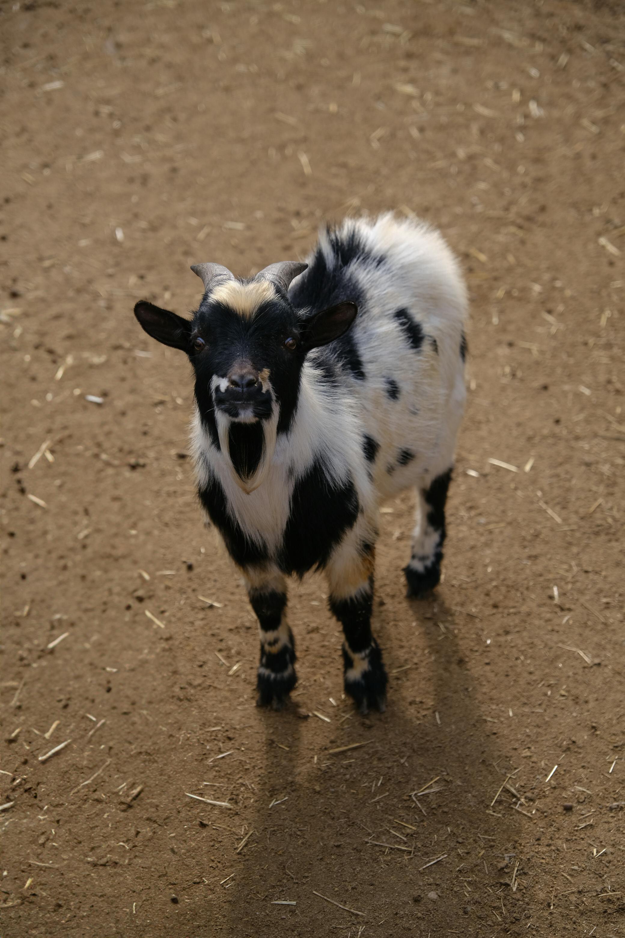 Adorable Spotted Goat in Outdoor Enclosure · Free Stock Photo