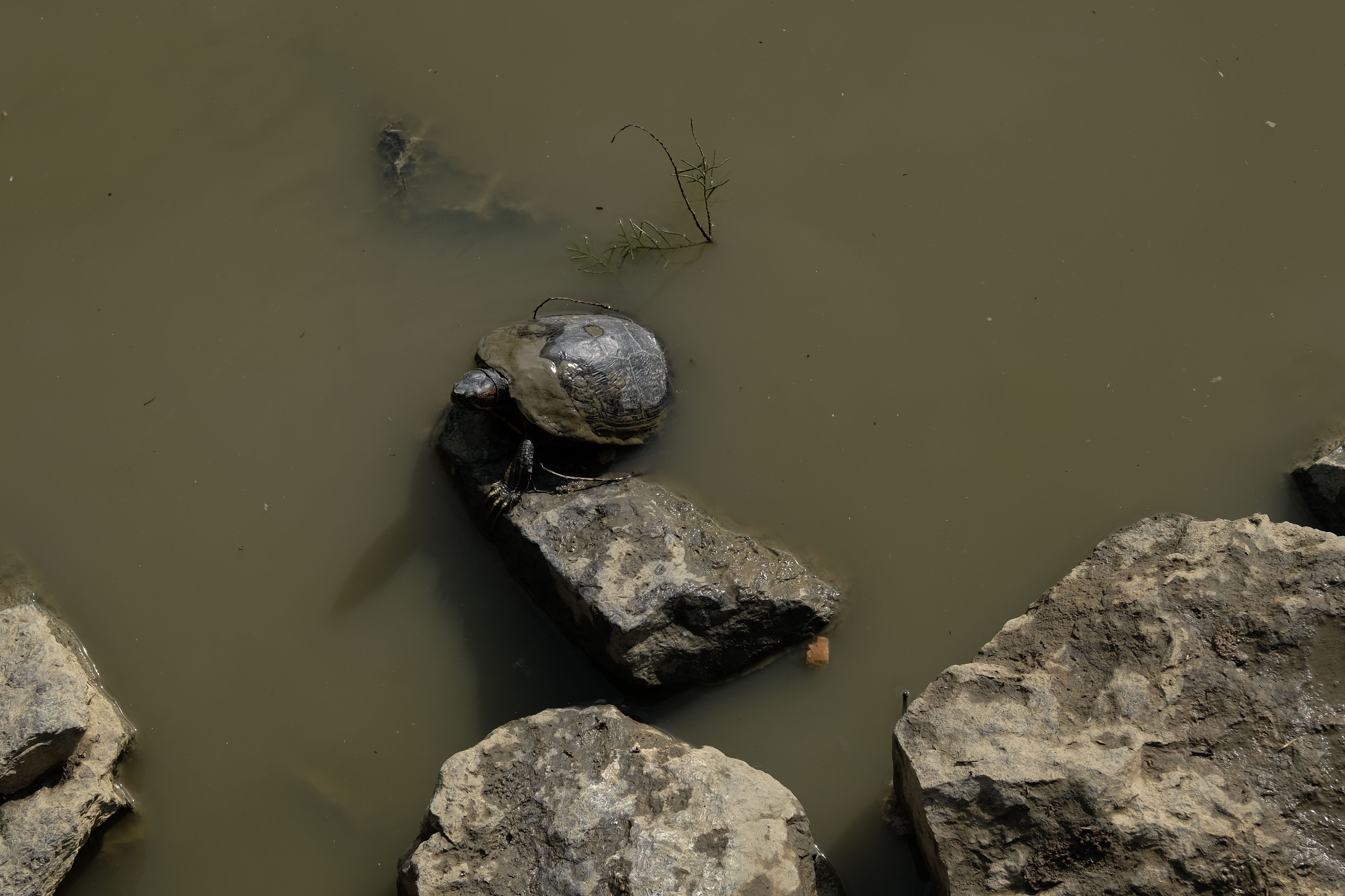 Shell Slab Photos, Download The BEST Free Shell Slab Stock Photos & HD ...