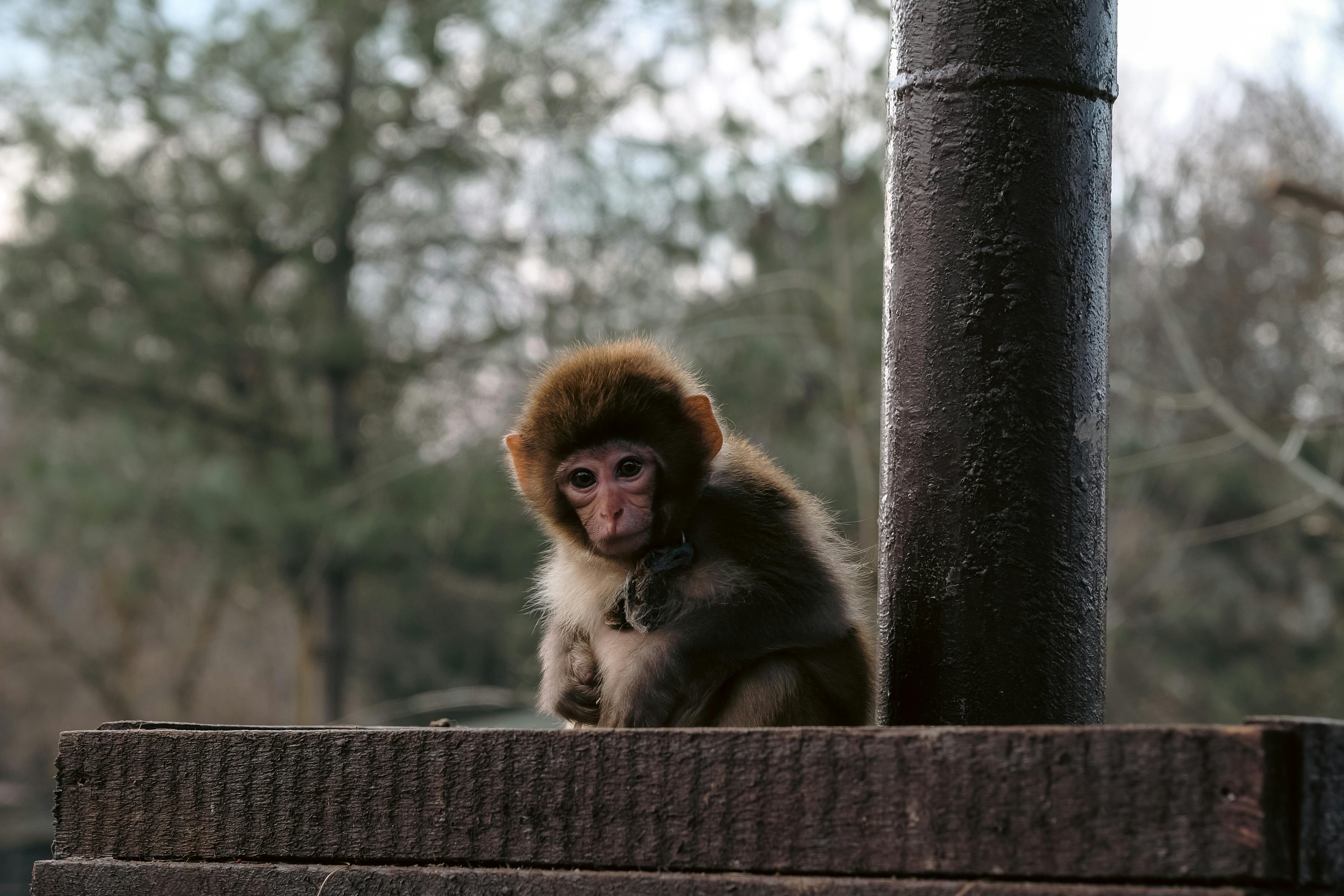 Monkey Saying Thanks Photos, Download The BEST Free Monkey Saying ...