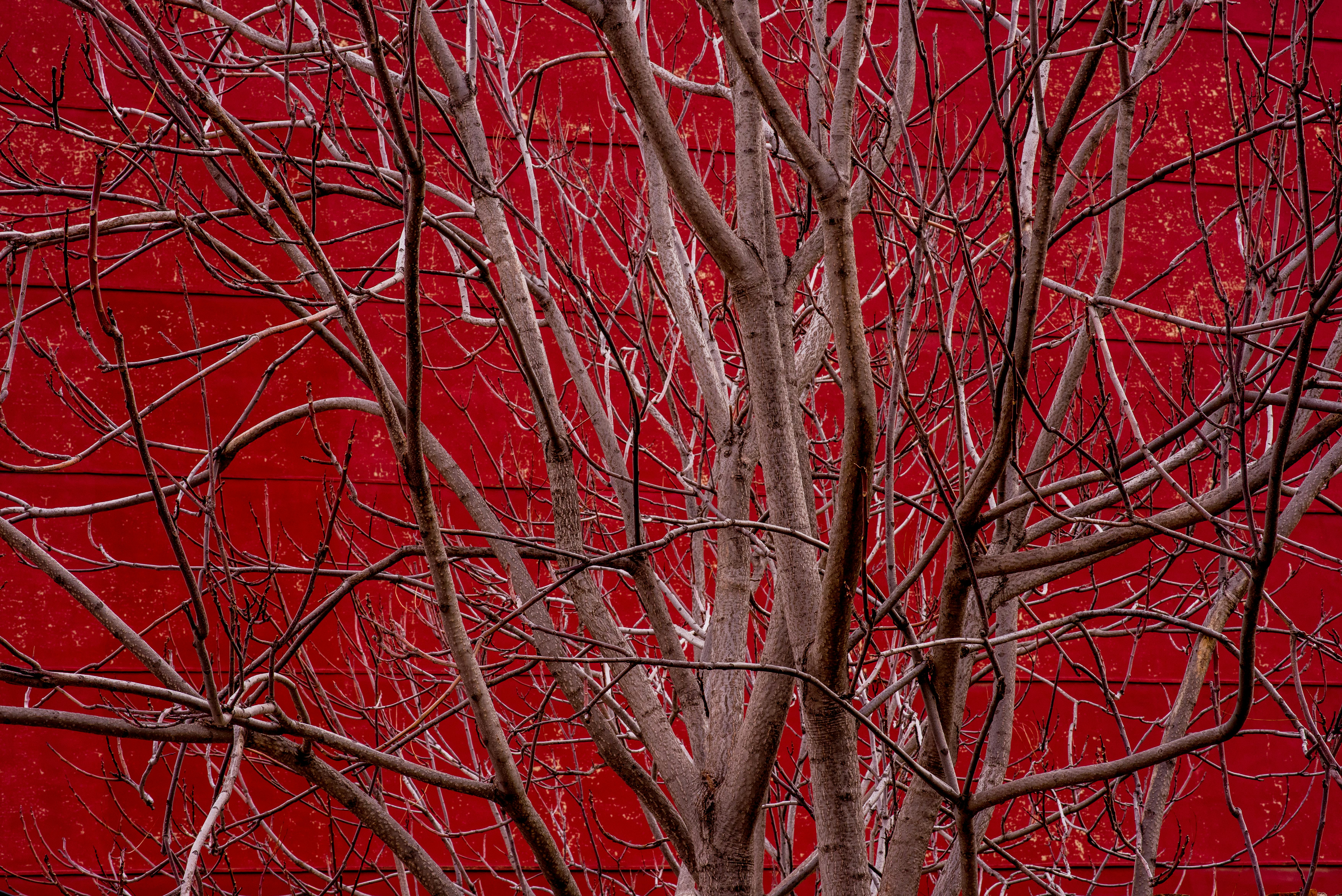 Nature 12x18 Photography Background Photos, Download The BEST Free ...