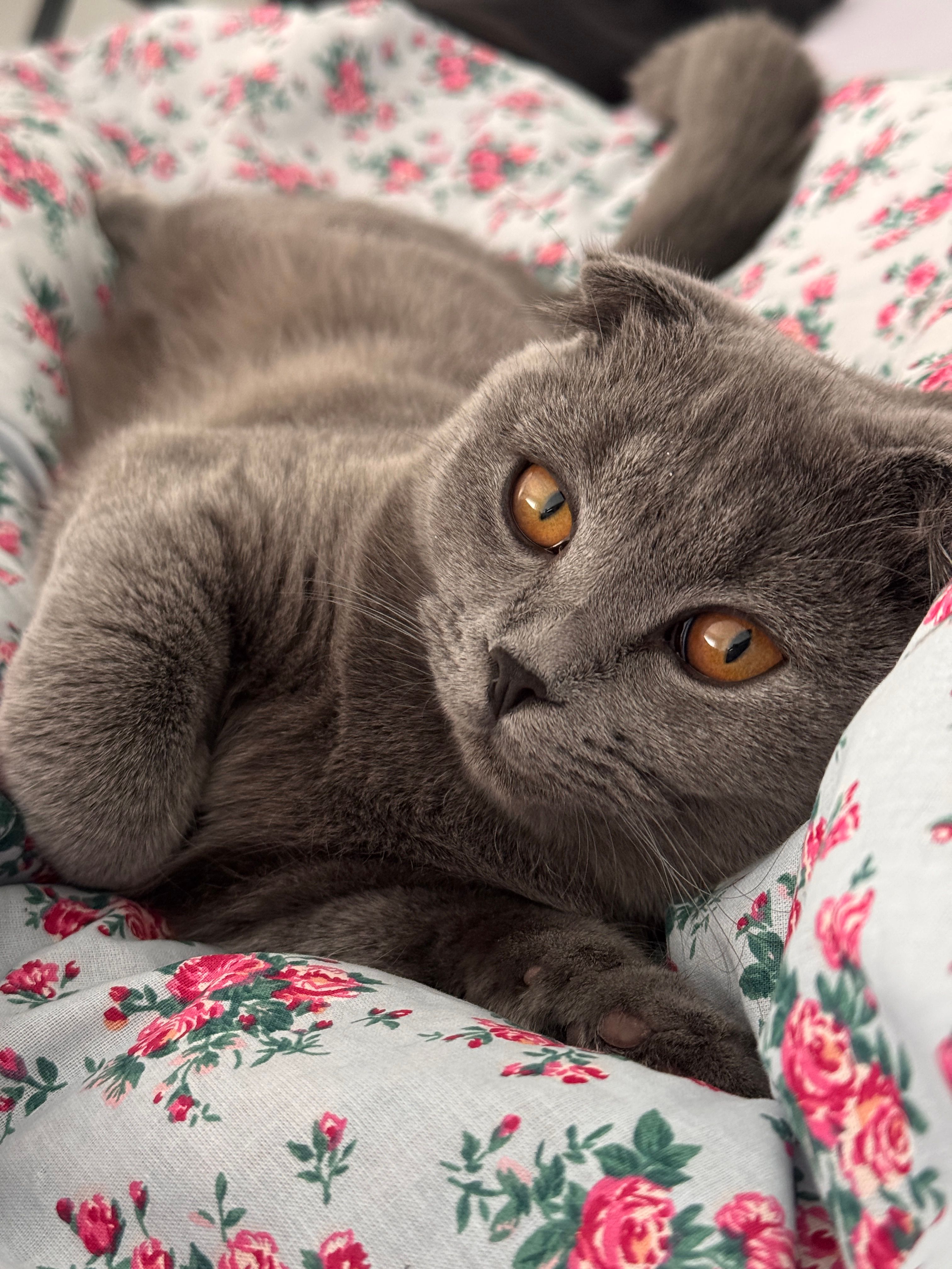 Europe Cat Photos, Download The BEST Free Europe Cat Stock Photos & HD ...