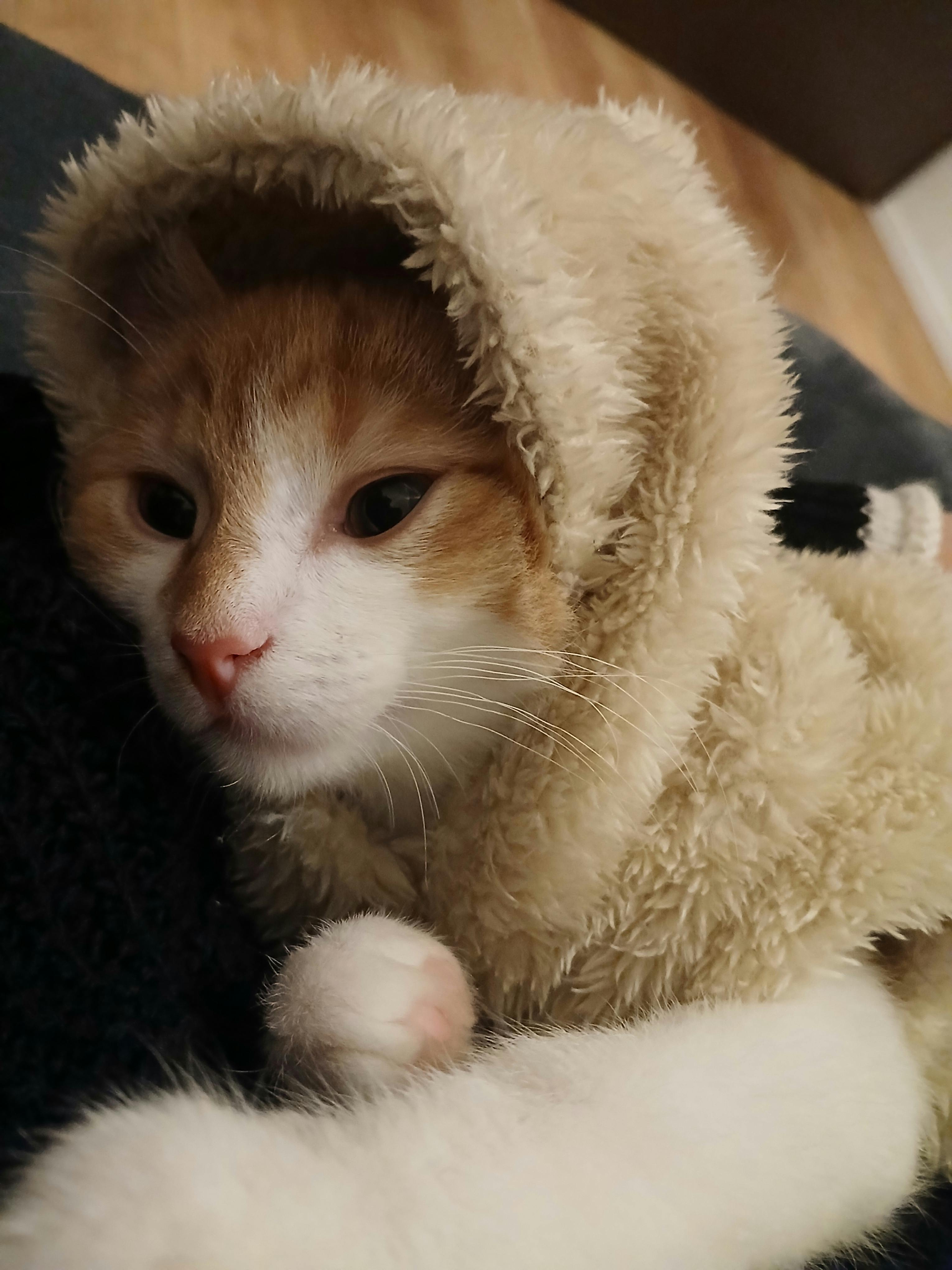 Furry Animal Cat Photos, Download The BEST Free Furry Animal Cat Stock ...