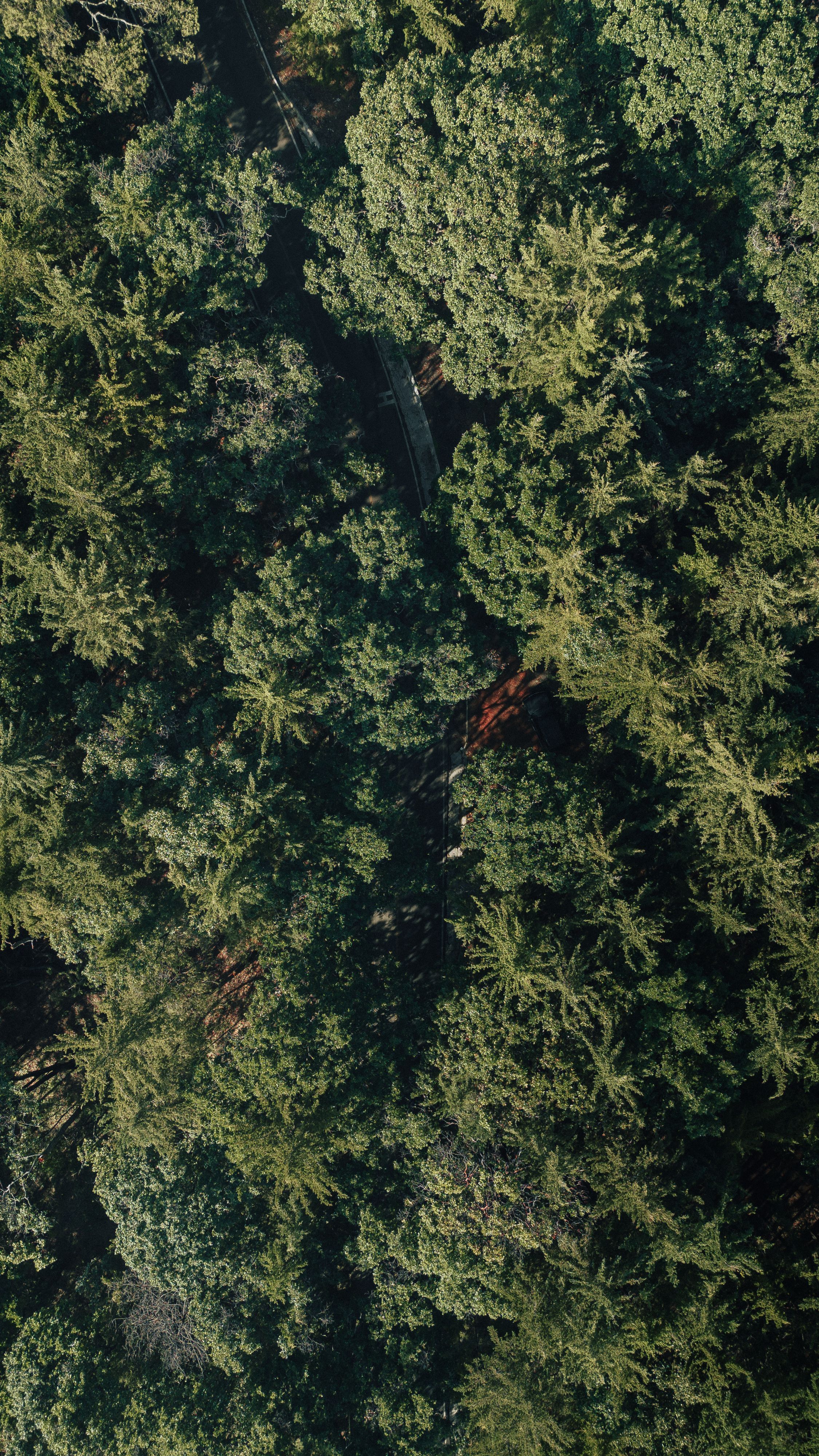 Aerial View of Dense Forest Canopy · Free Stock Photo