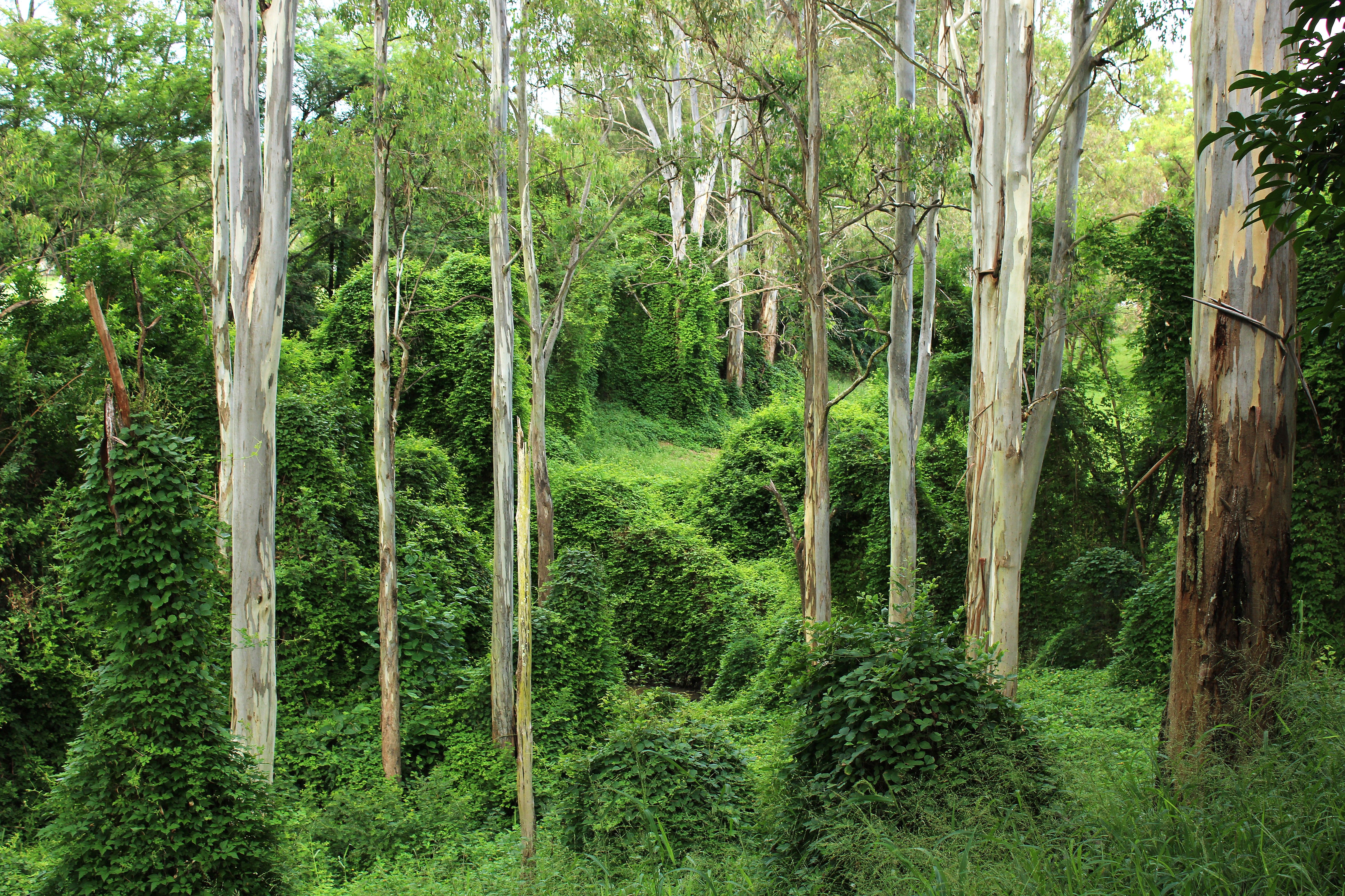 Lush Green Eucalyptus Forest in Moggill · Free Stock Photo