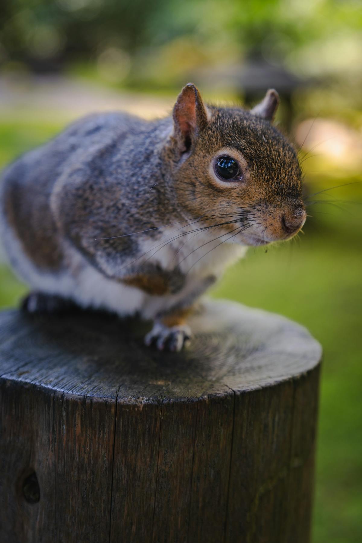 Cute Squirrel Photos, Download The BEST Free Cute Squirrel Stock Photos ...