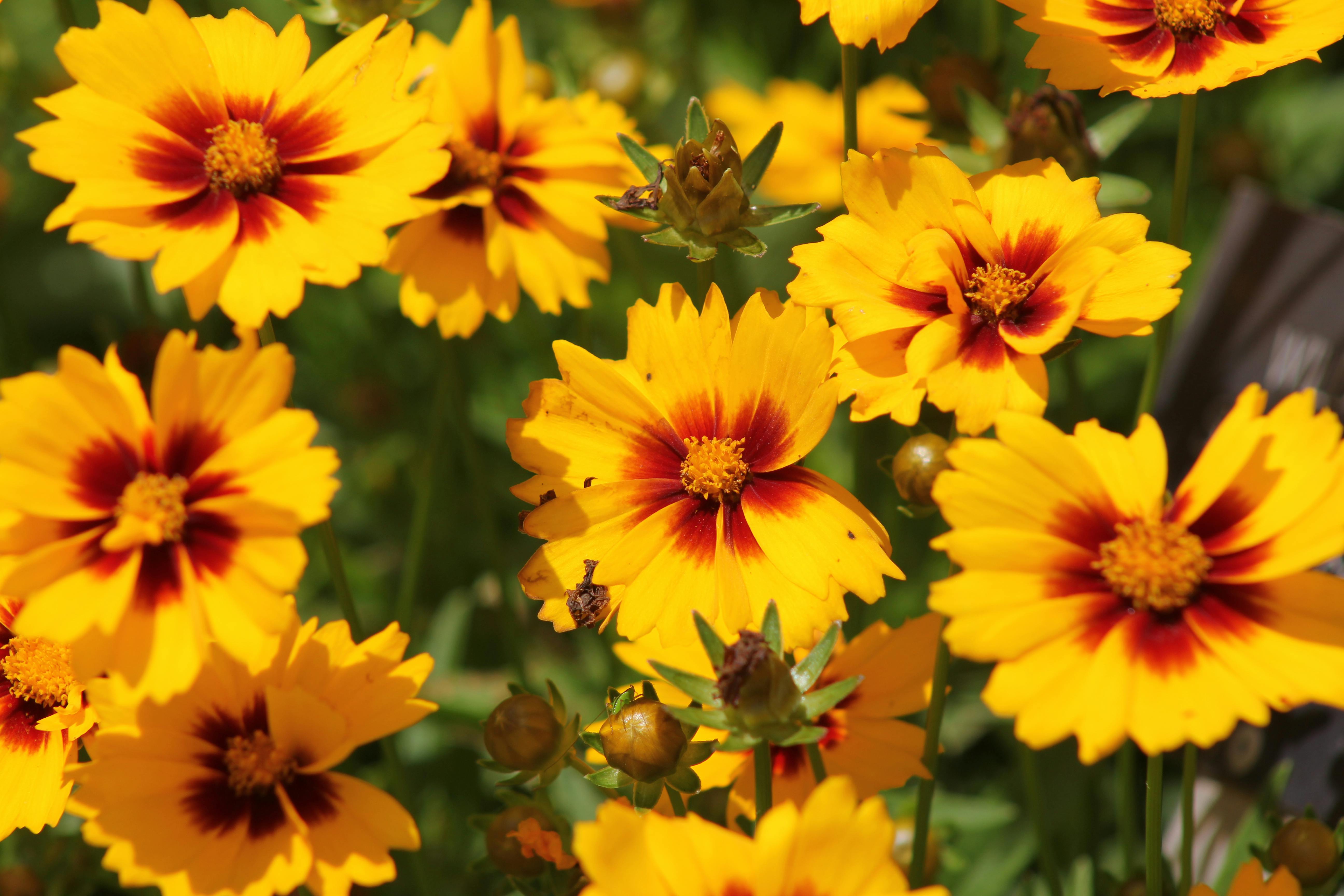 Vibrant Yellow Coreopsis Flowers in Bloom · Free Stock Photo