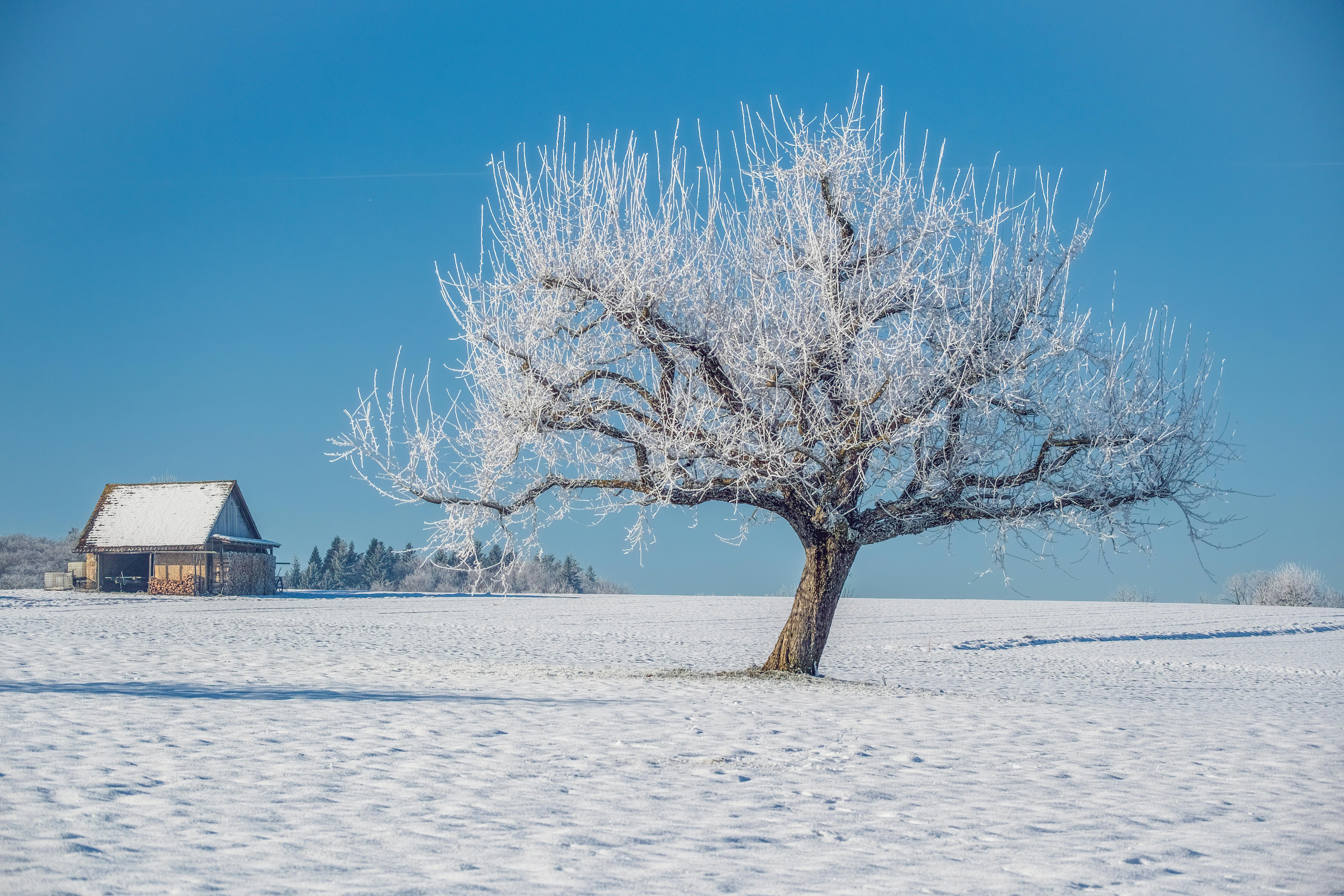 Photo of Tree Covered With Snow · Free Stock Photo