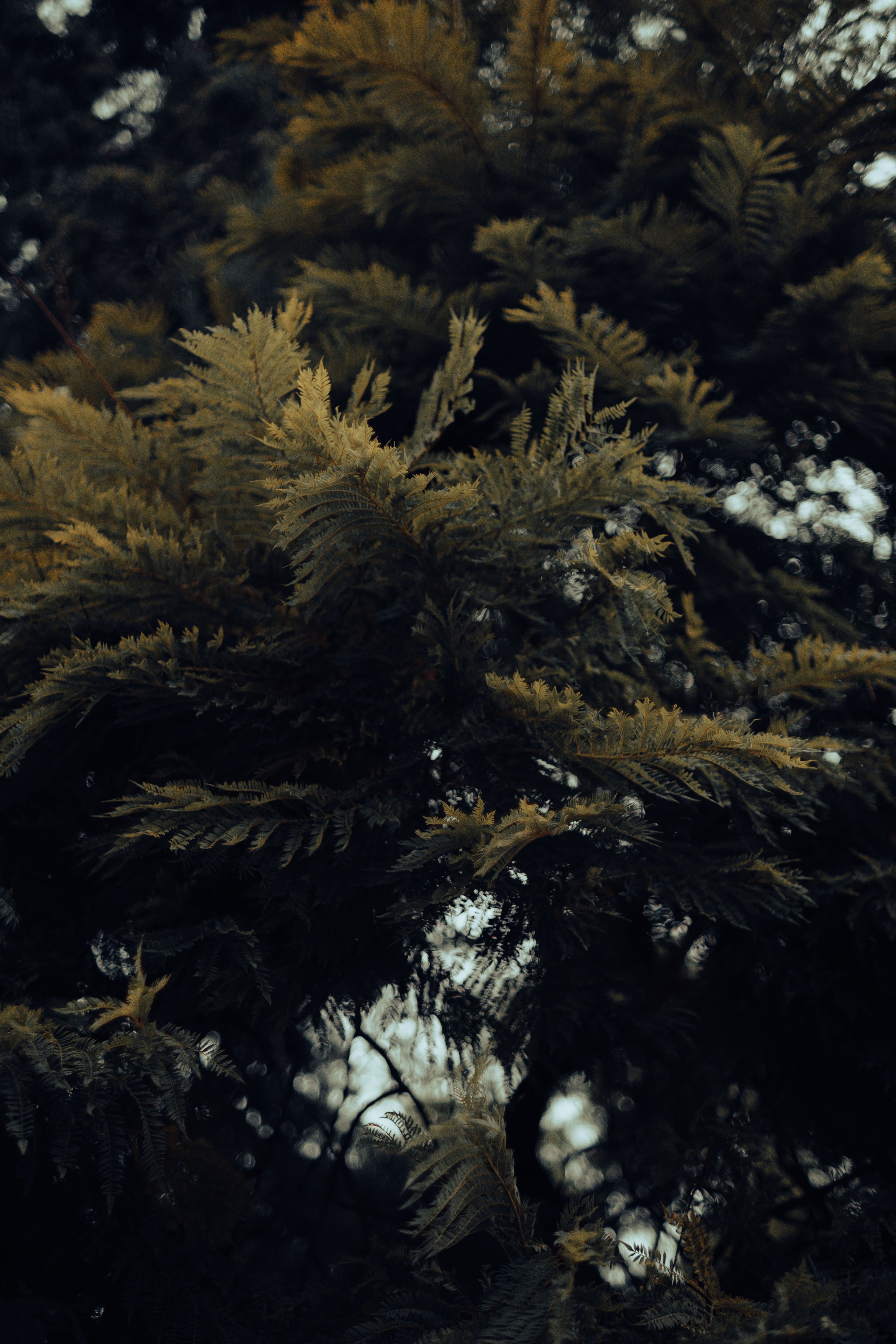 Moody Pine Tree Foliage in Low Light · Free Stock Photo