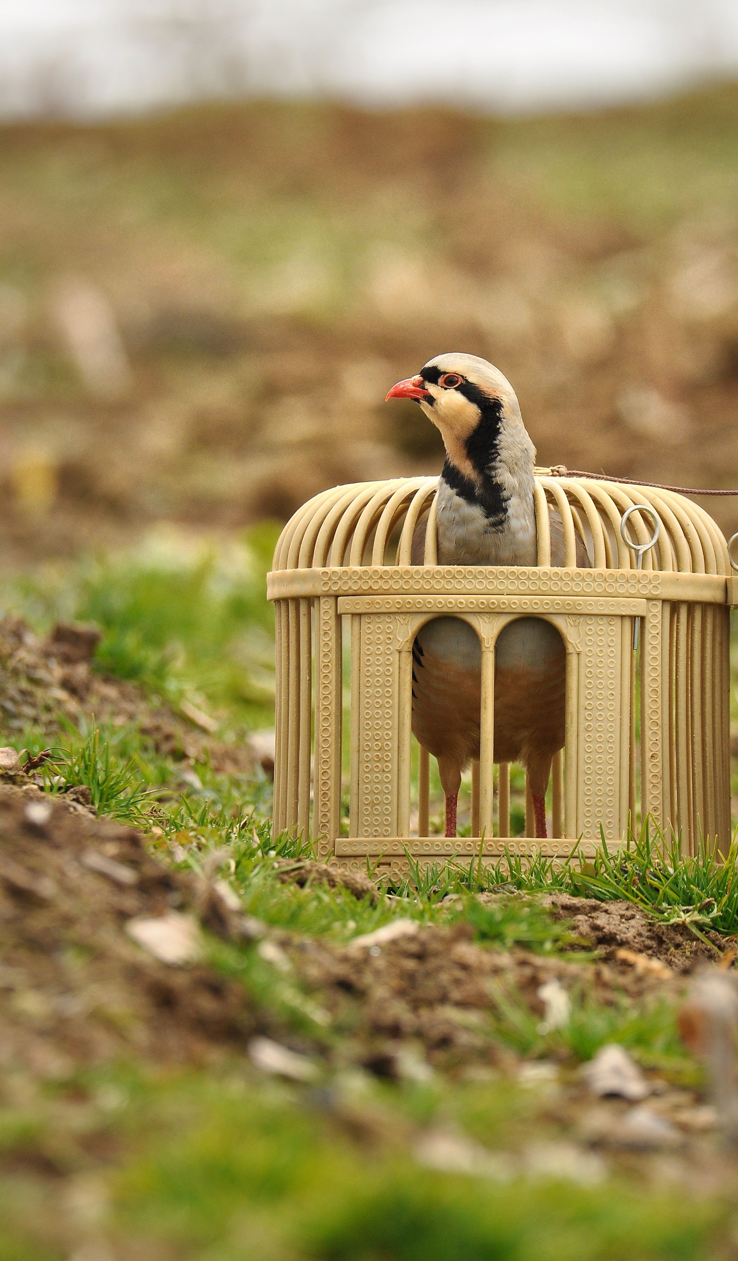 Chukar Partridge in Decorative Cage Outdoors · Free Stock Photo