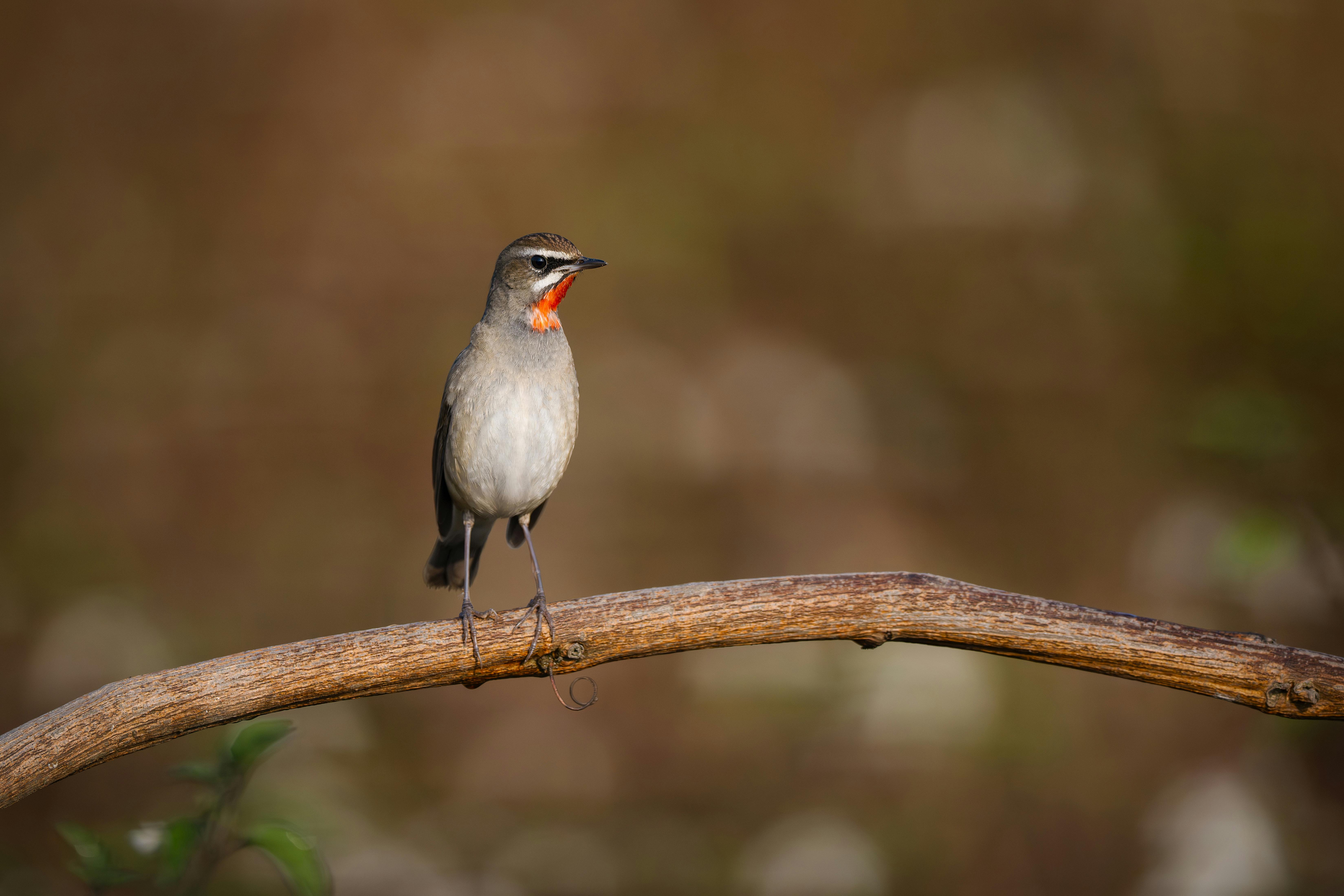 Close-up of a perched Siberian Rubythroat bird · Free Stock Photo