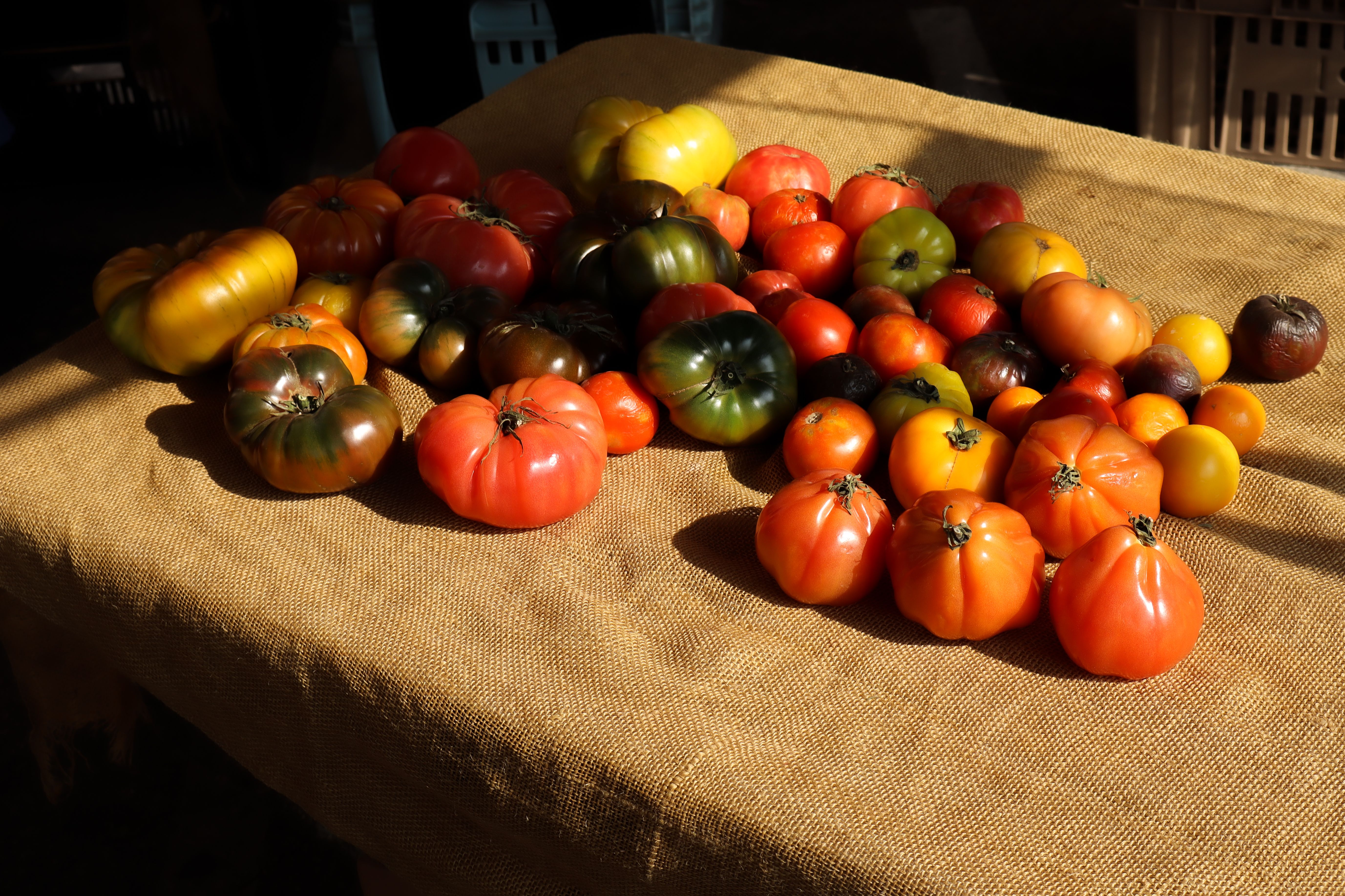 Assorted Heirloom Tomatoes on Rustic Table · Free Stock Photo