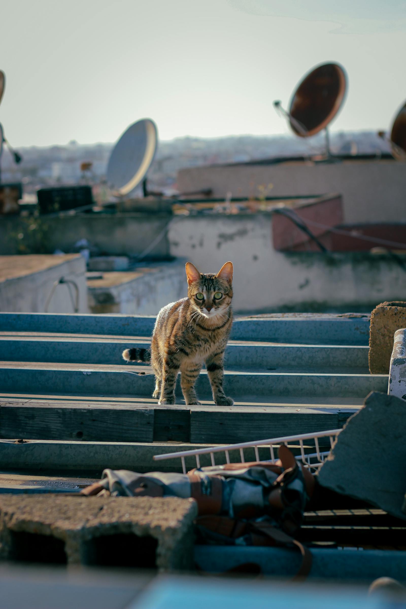 Middle Finger Cat Photos, Download The BEST Free Middle Finger Cat ...