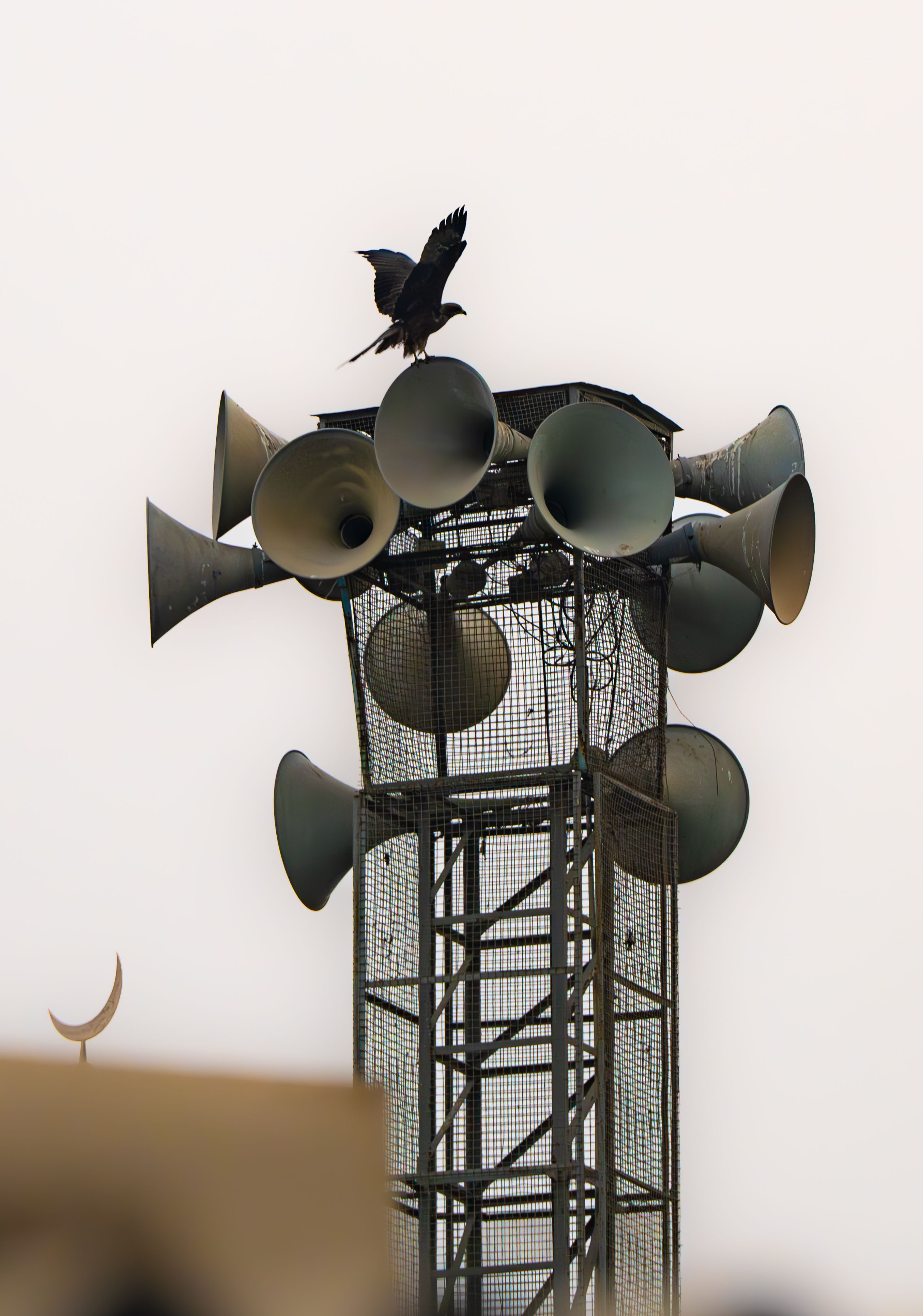 Crow Perched on Loudspeaker Tower with Crescent · Free Stock Photo