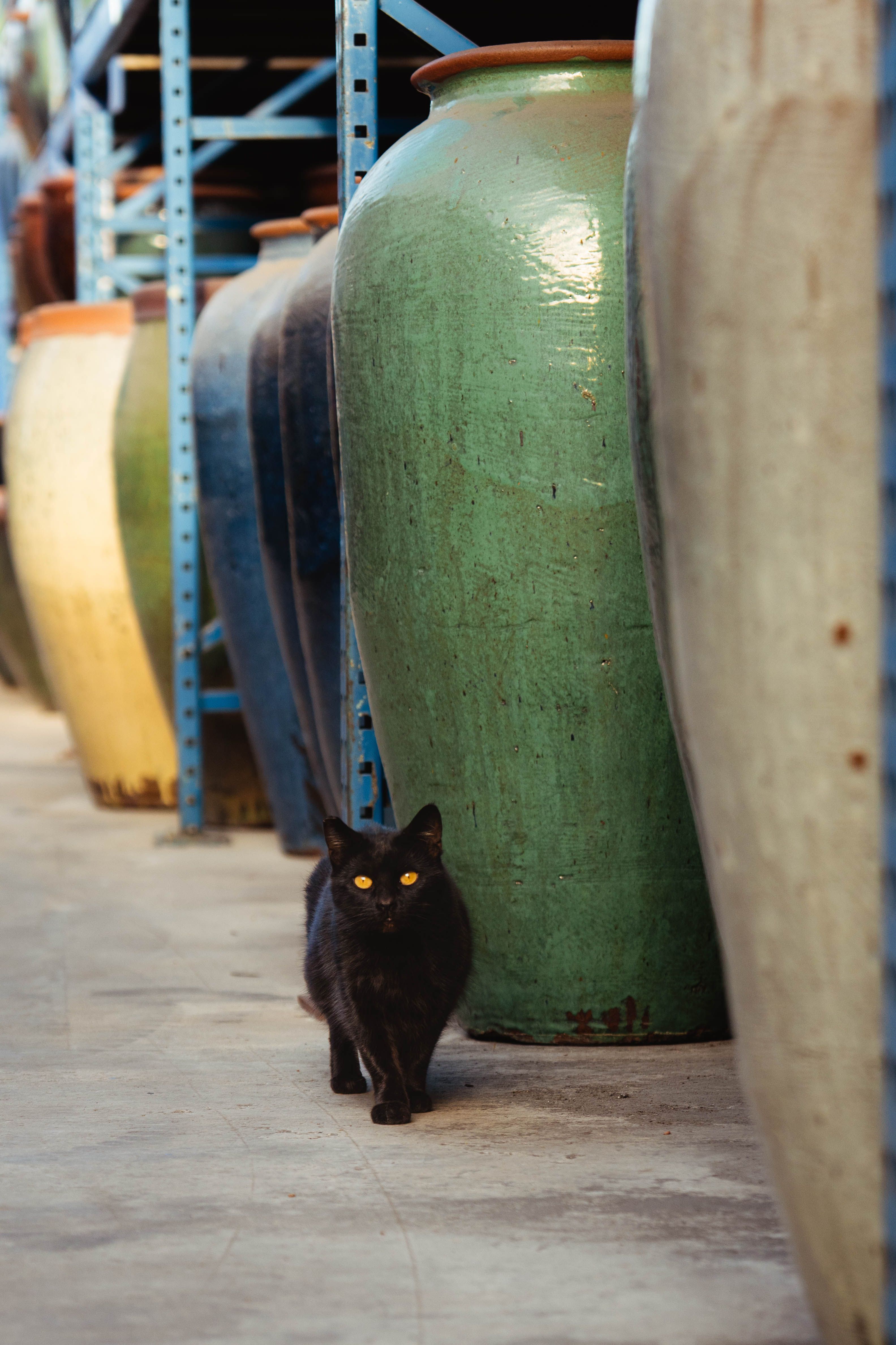 Warehouse Cat Photos, Download The BEST Free Warehouse Cat Stock Photos ...