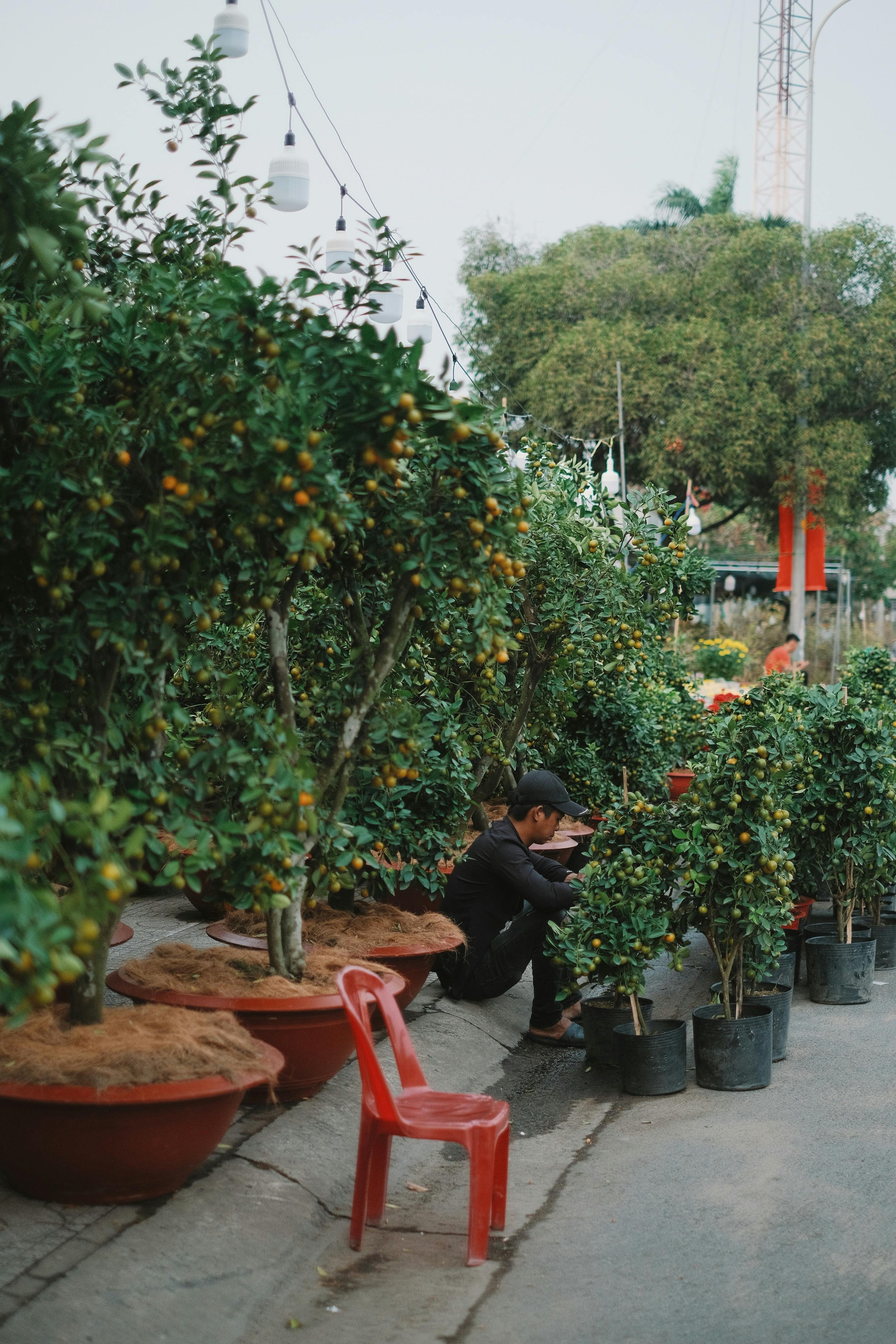 Têt Vietnam Photos, Download The BEST Free Têt Vietnam Stock Photos ...