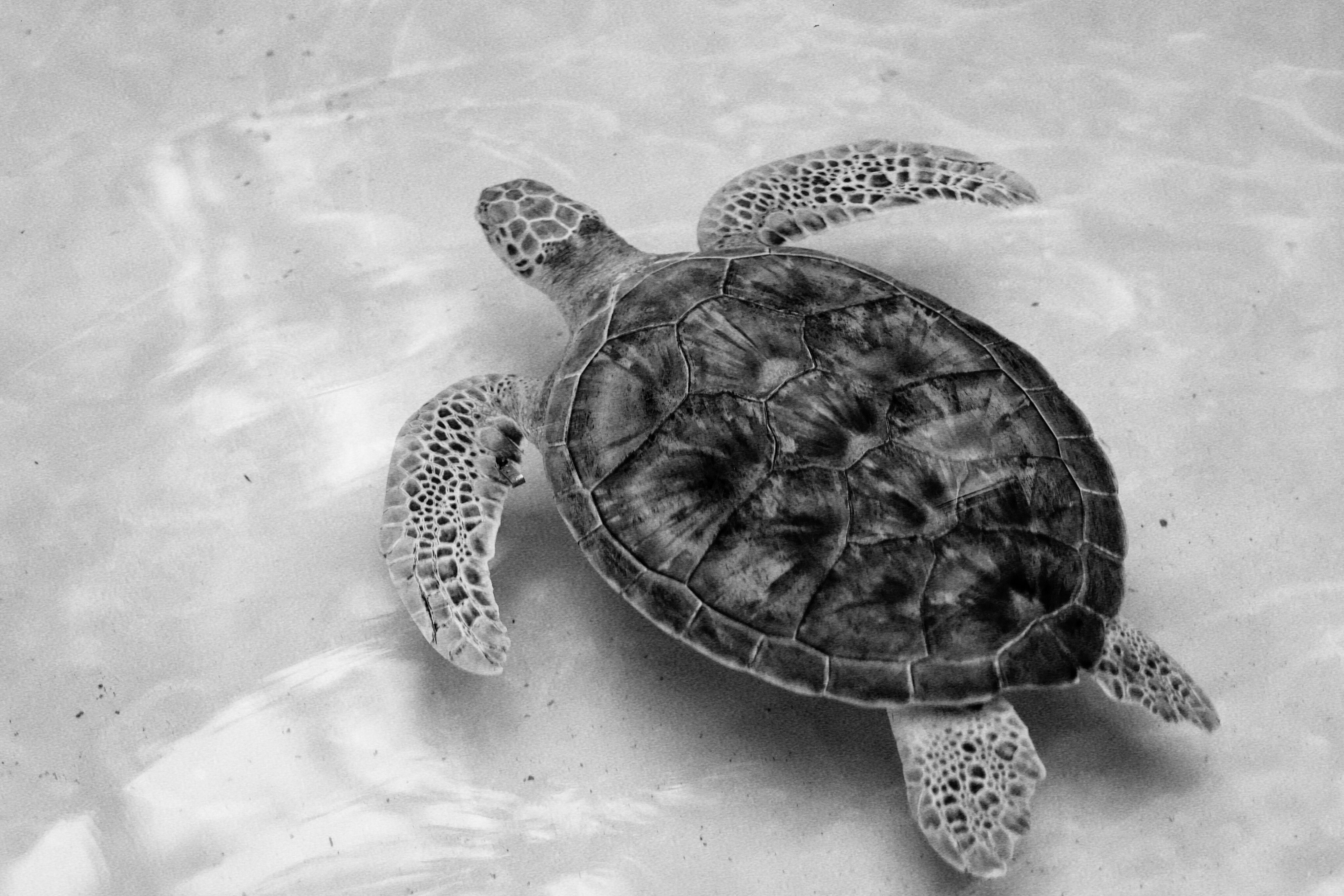 Wetland Turtles Black And White
