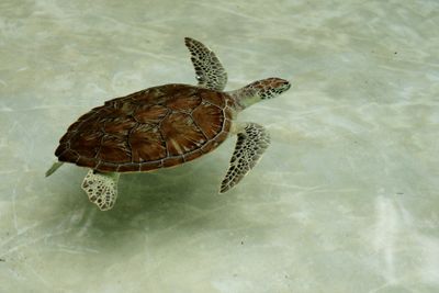 Sea Turtle Organizations Work to Protect and Save Turtles