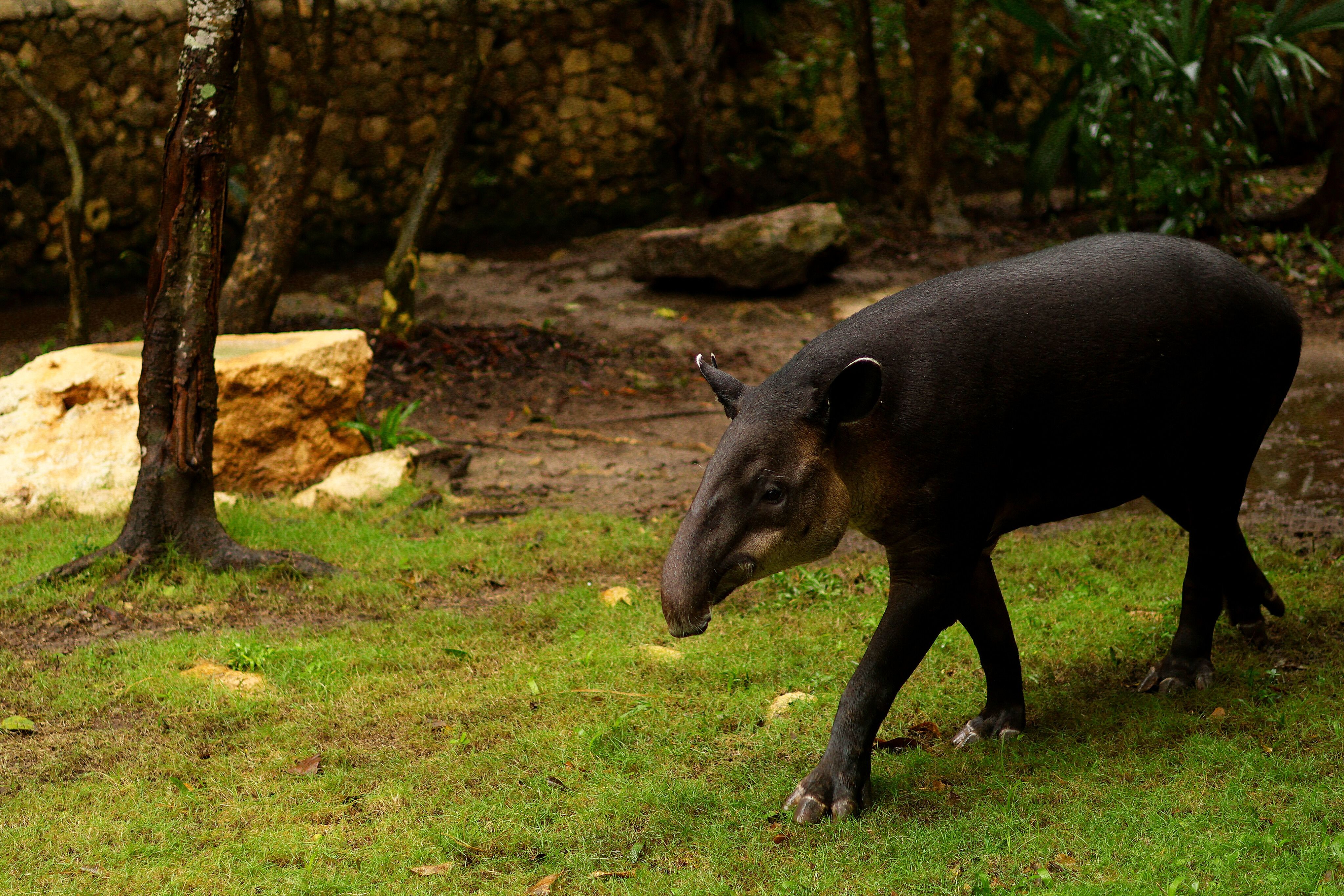 Pareja De Tapires Malayos Caminando En Su Hábitat Natural · Foto de ...