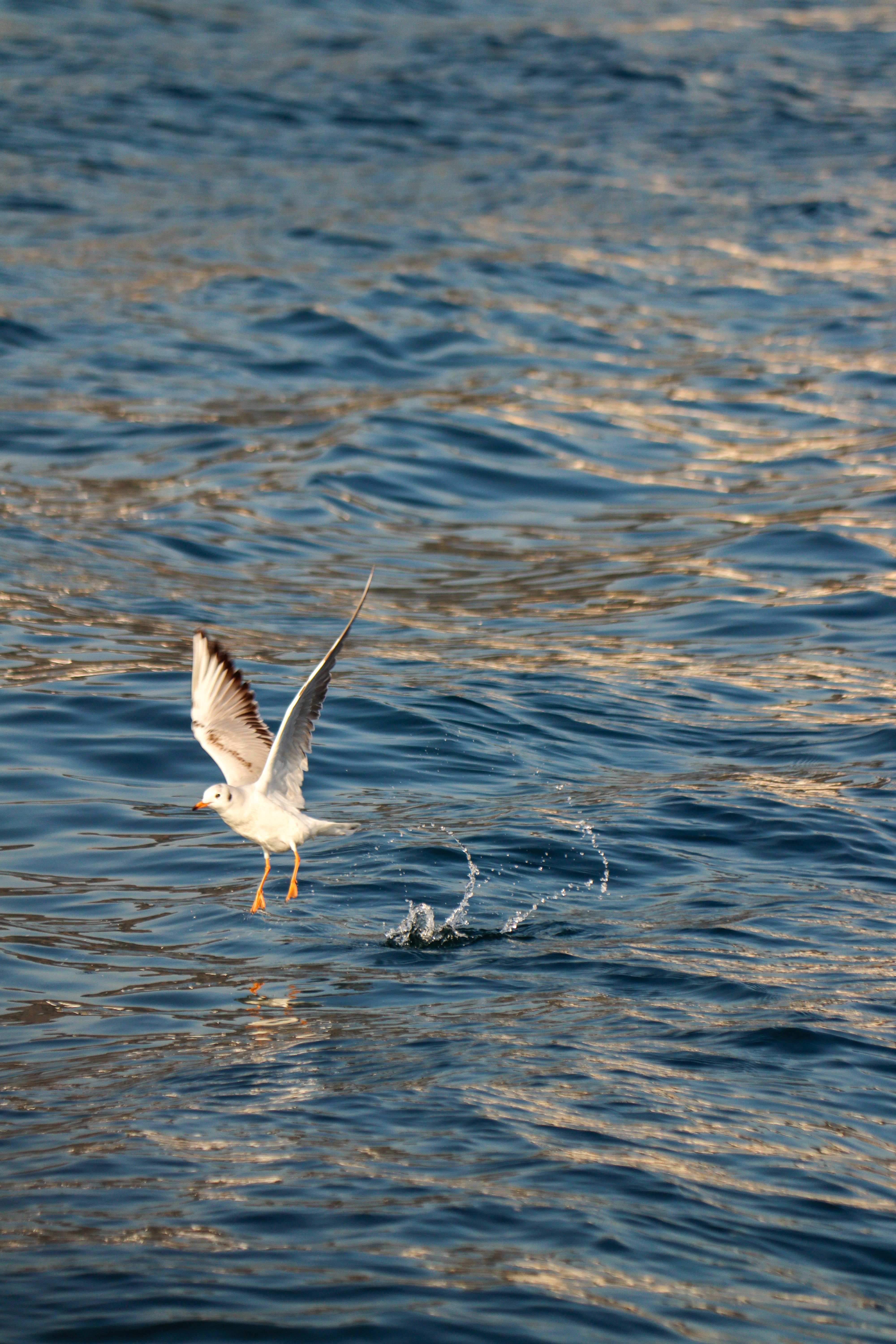 Seagull Taking Flight Over Ocean Waters · Free Stock Photo