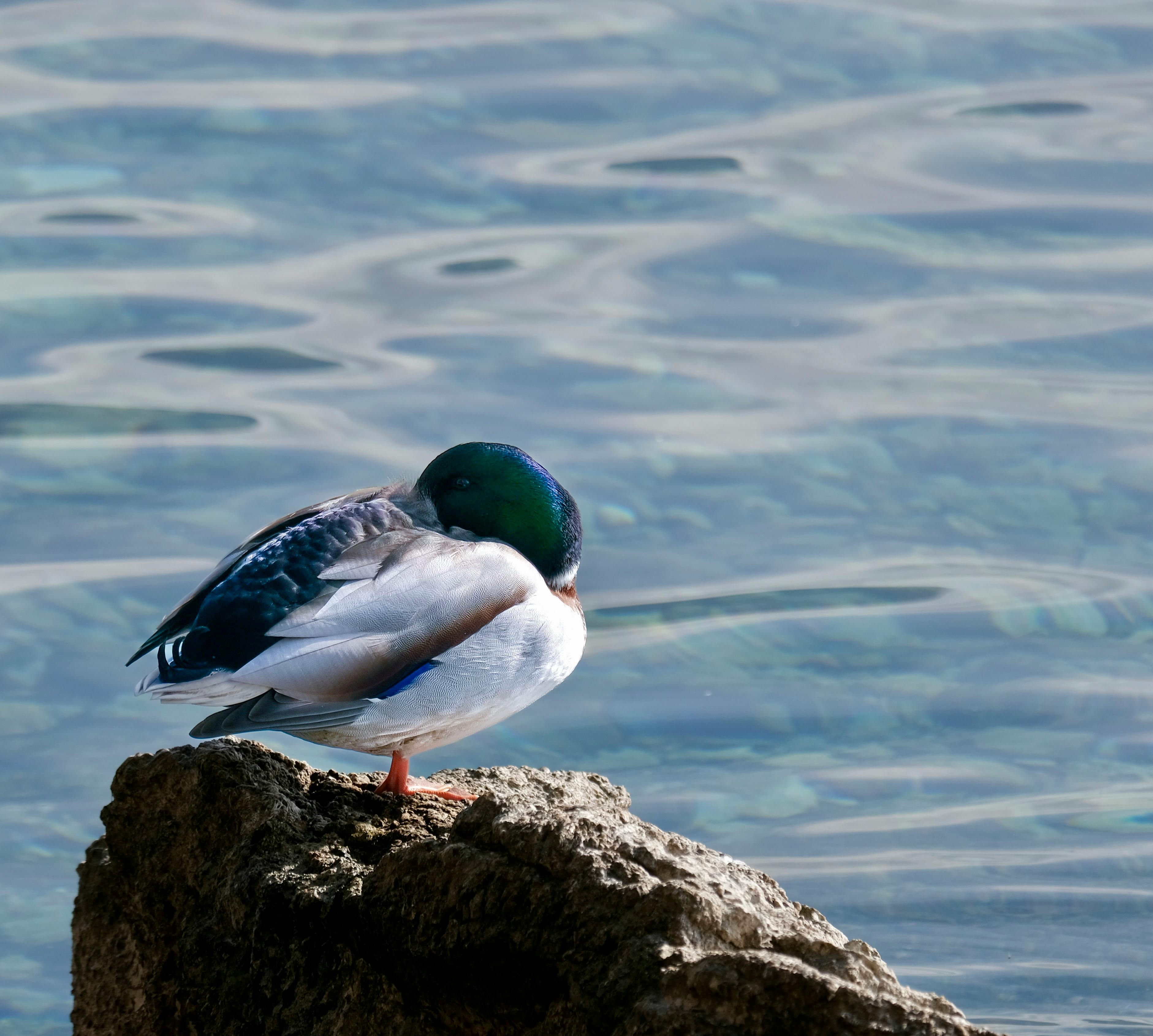 Rest Background Photos, Download The BEST Free Rest Background Stock ...