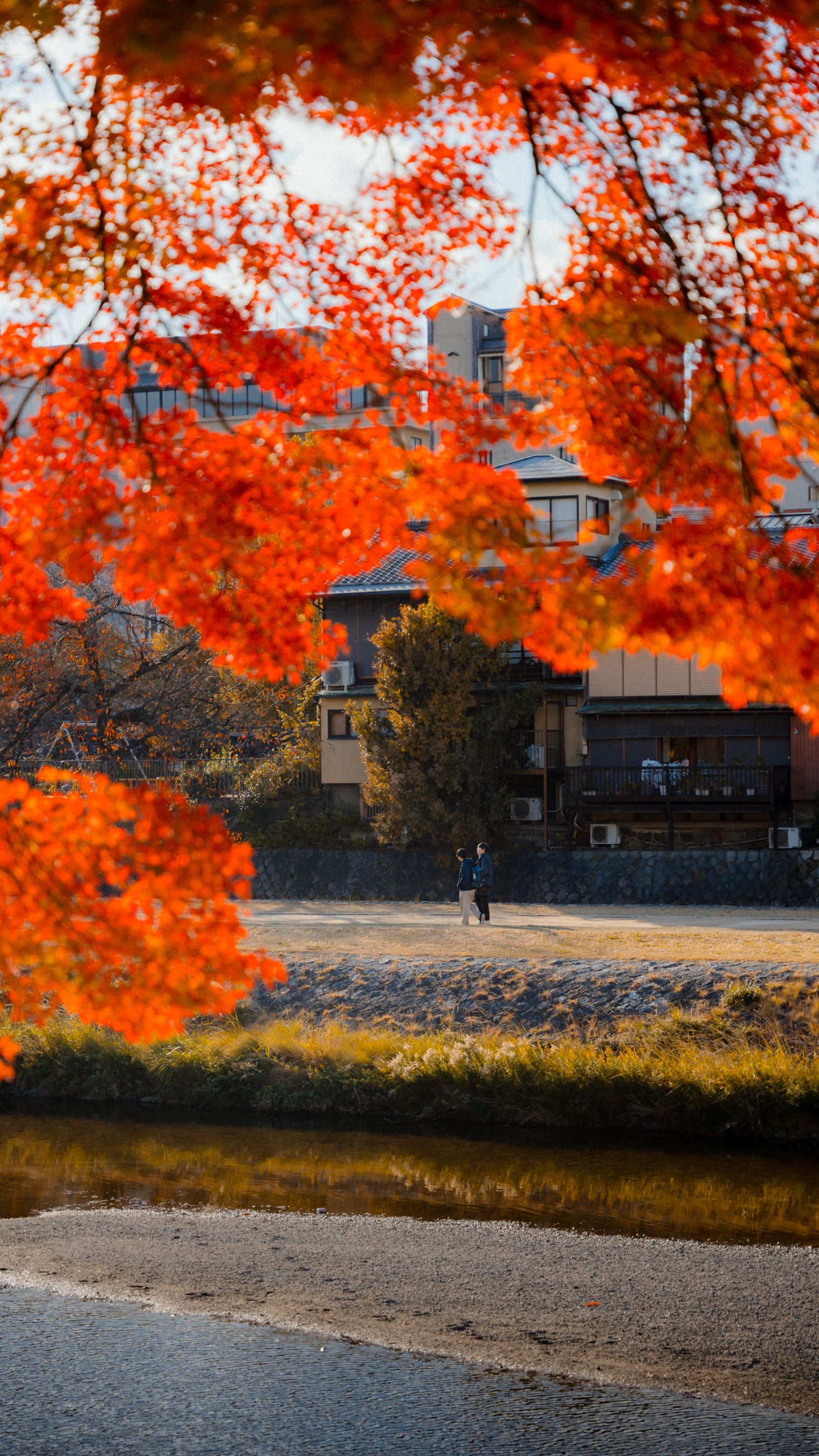 Autumn Foliage by Kamakura River · Free Stock Photo