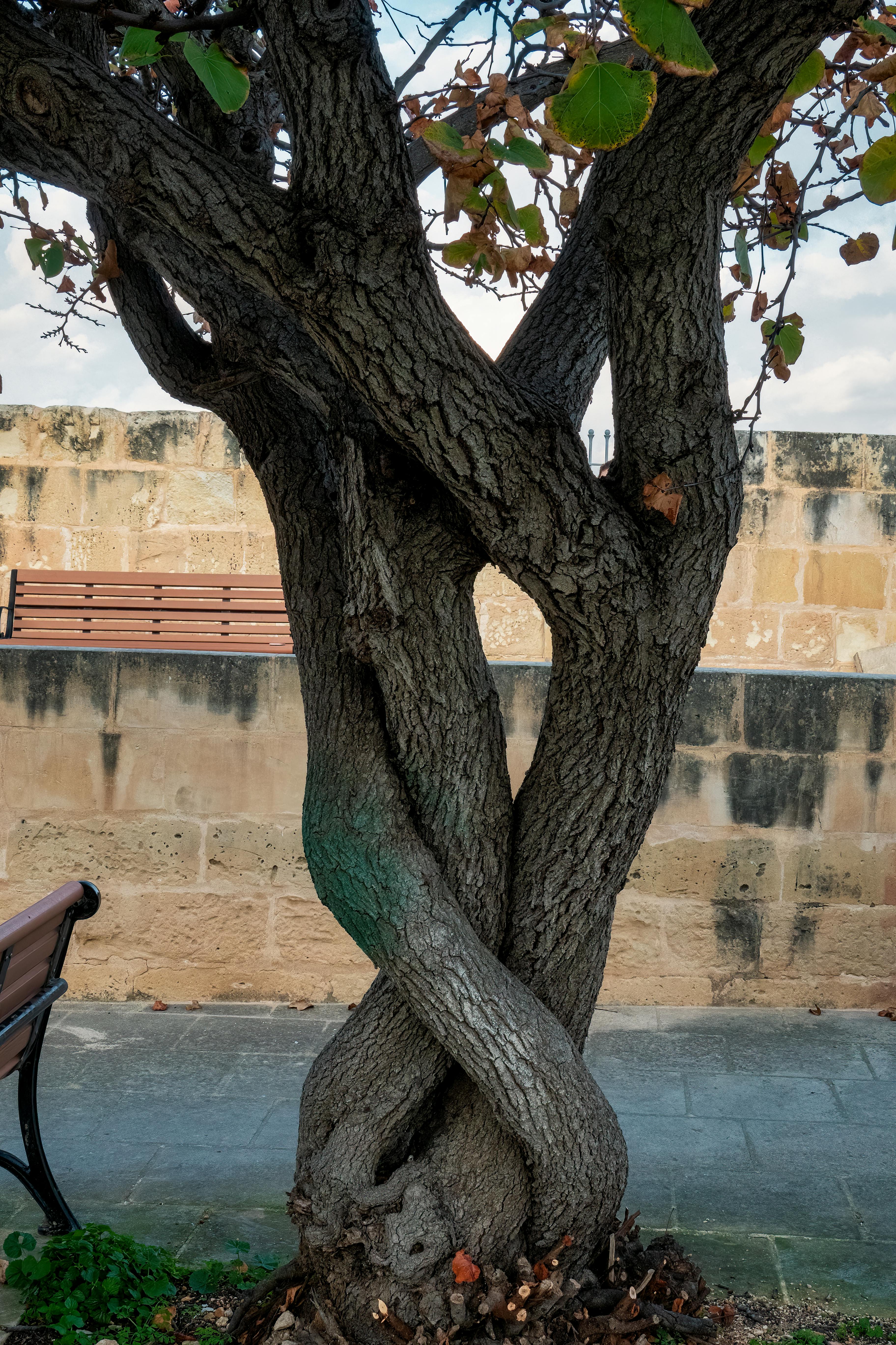 Entwined Trees in Maltese Urban Park Setting · Free Stock Photo