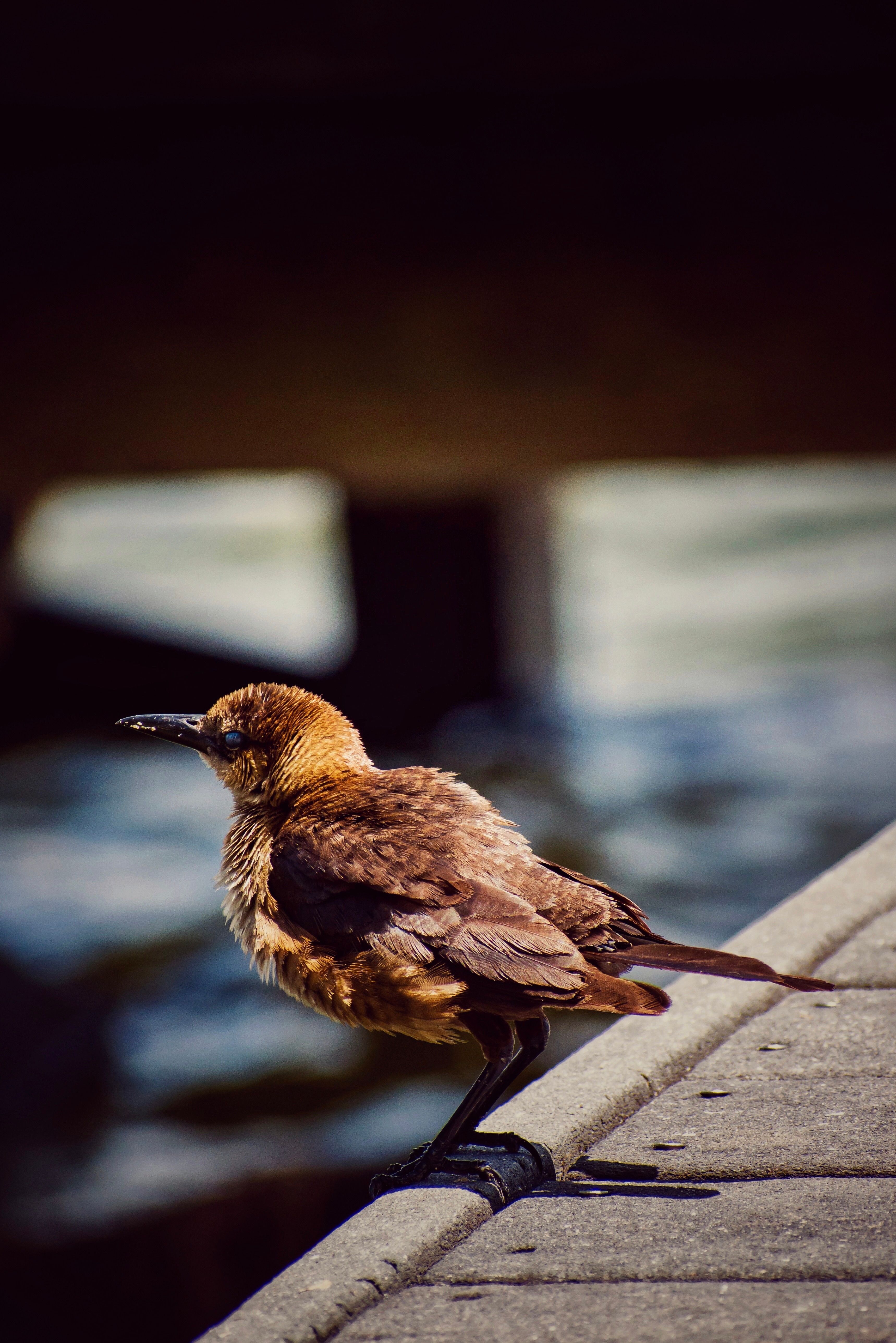 Brown Bird Perched on Dock by Water · Free Stock Photo