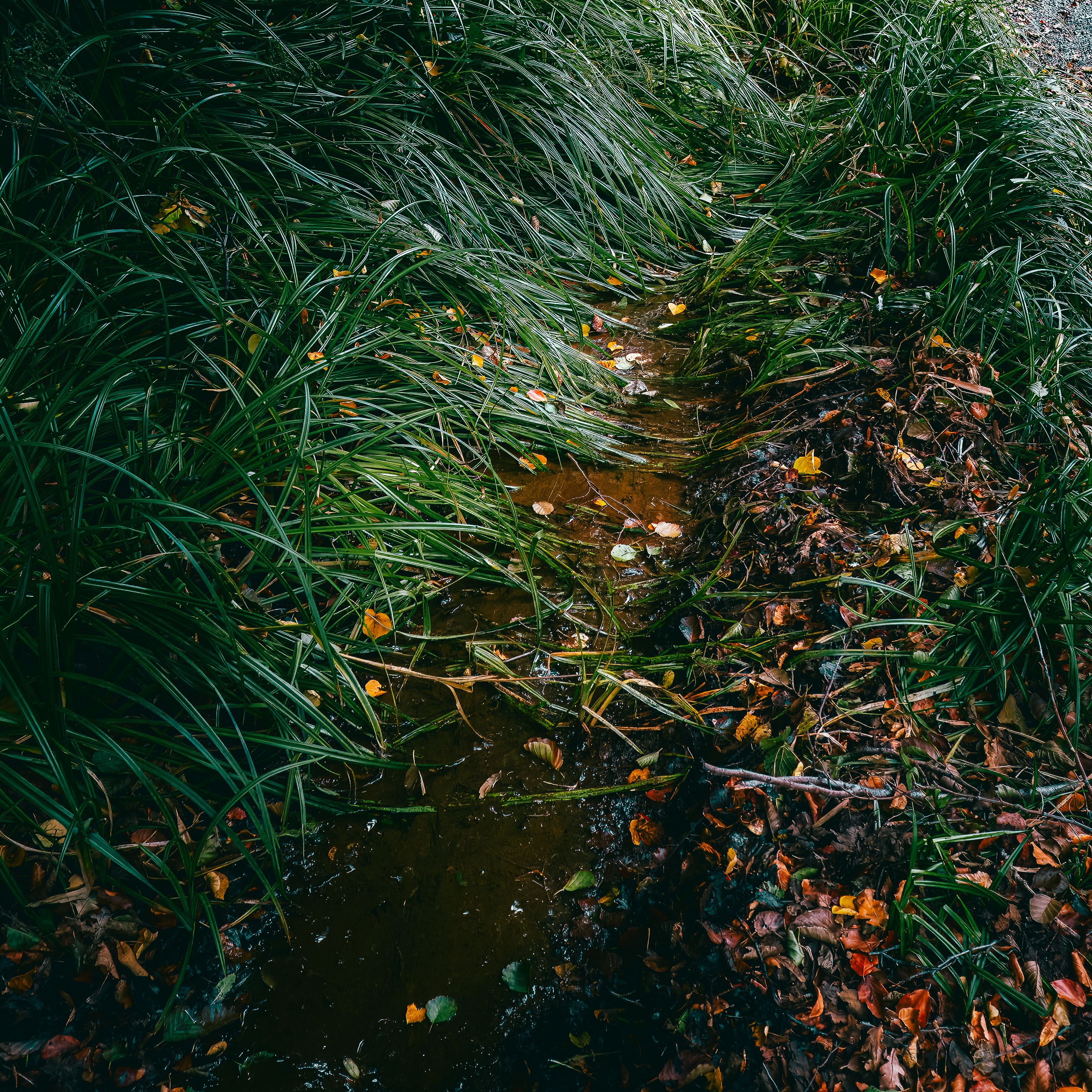 Lush Green Creek in Skåne, Sweden's Rich Forest · Free Stock Photo